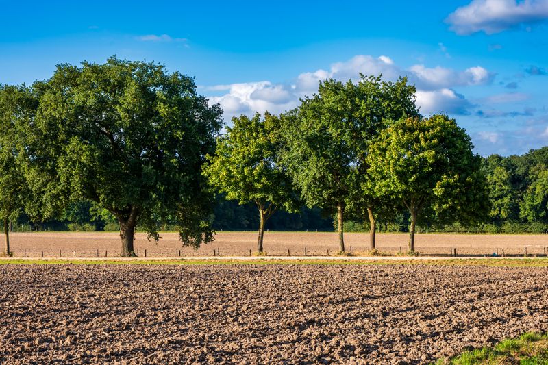 Open Field With Trees Photos, Download The BEST Free Open Field With ...