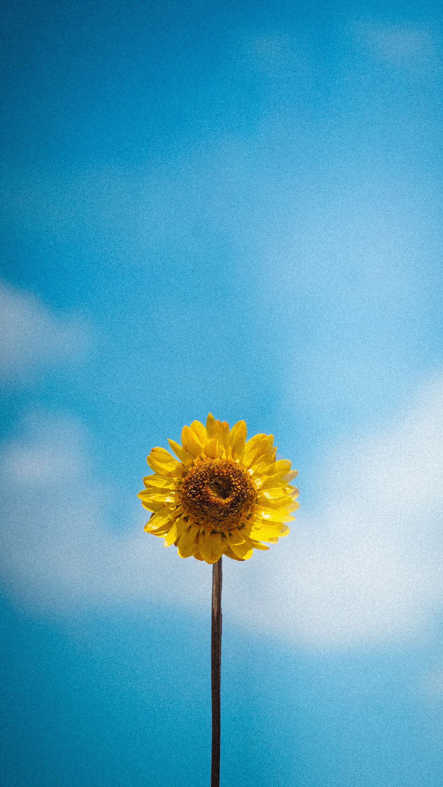 Blue Sky Background Photos, Download The BEST Free Blue Sky Background ...