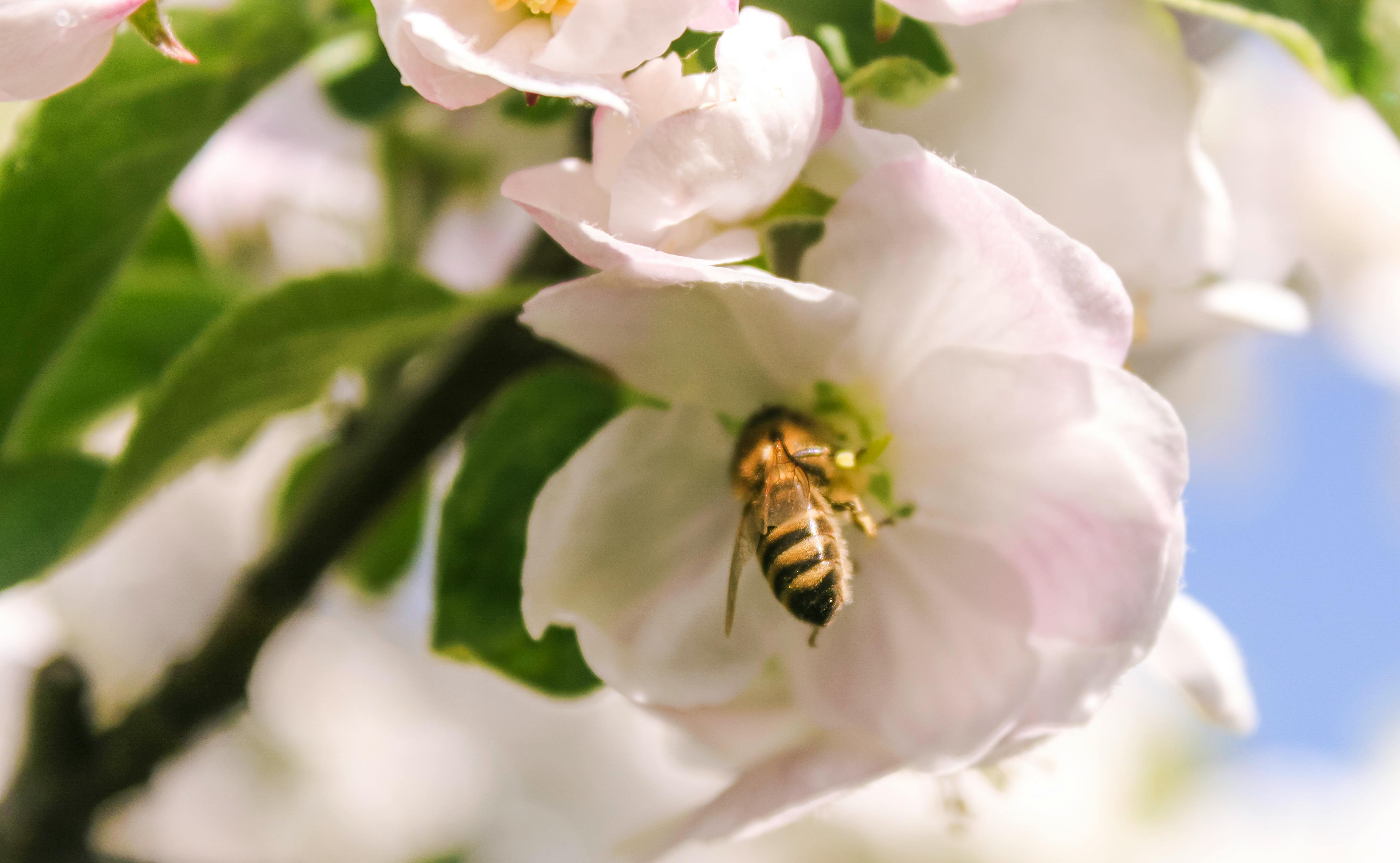Free stock photo of bee, beehive, flower