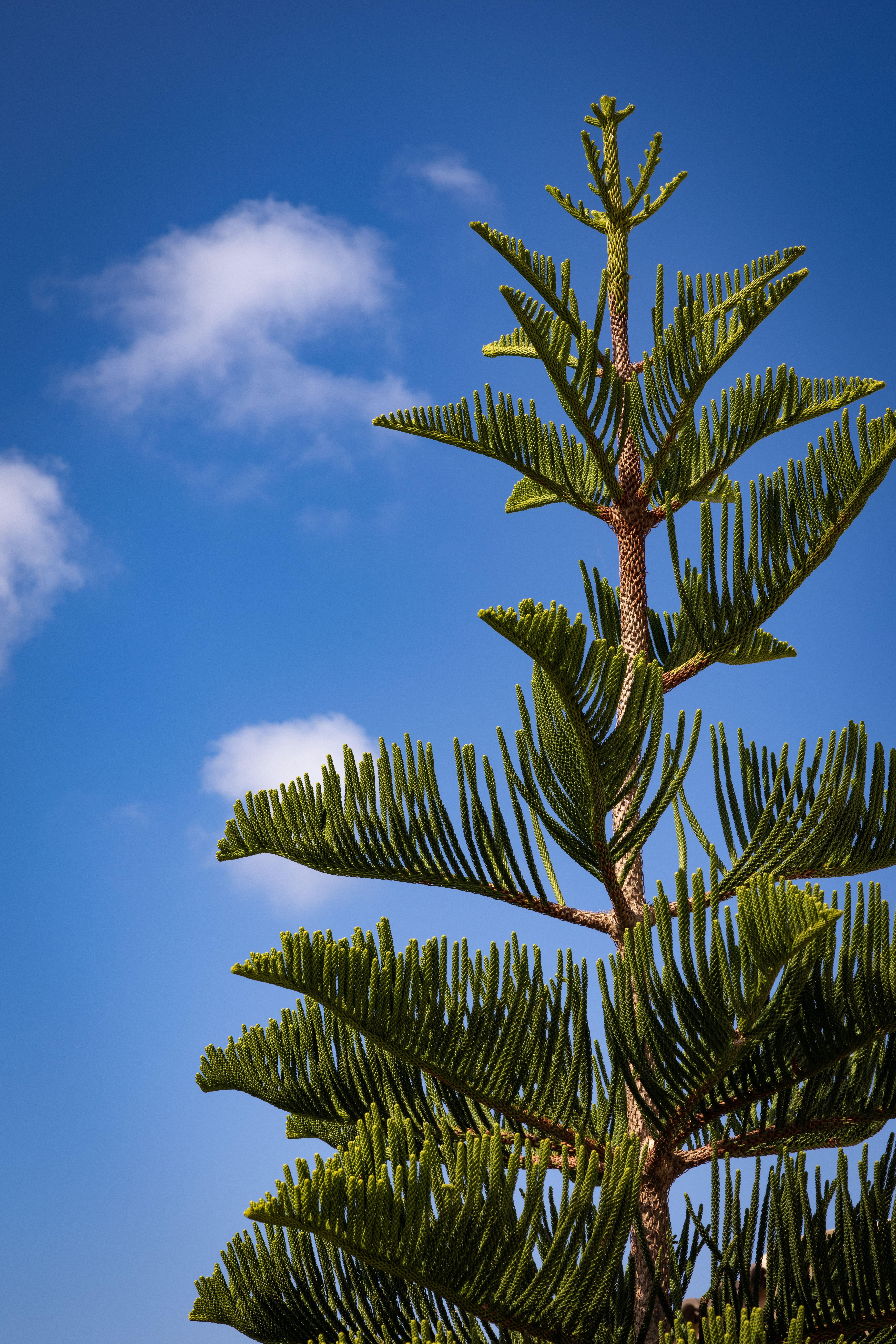 Beautiful Norfolk Island Pine Against Blue Sky · Free Stock Photo