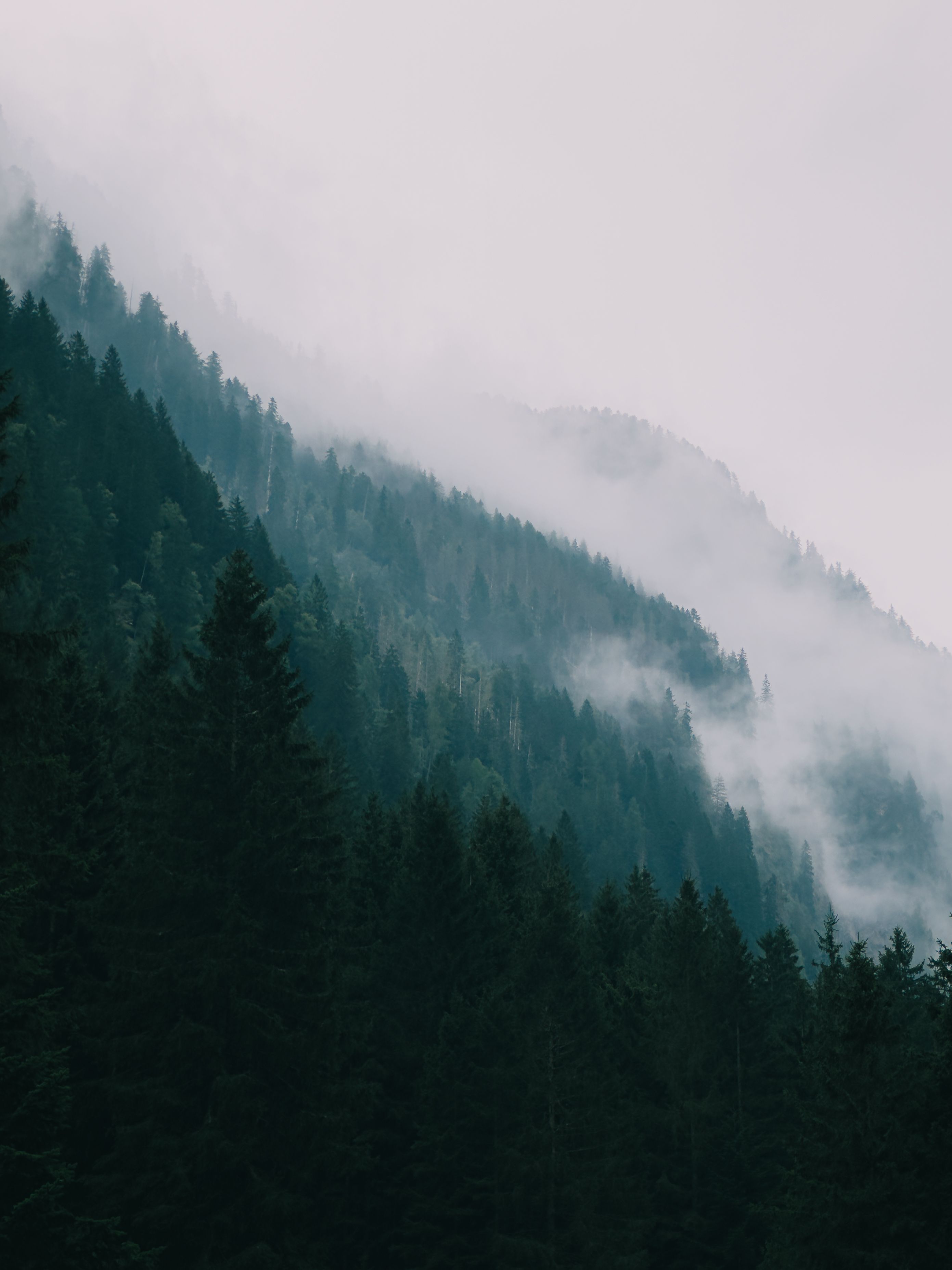 Aerial Photography of Pine Trees · Free Stock Photo