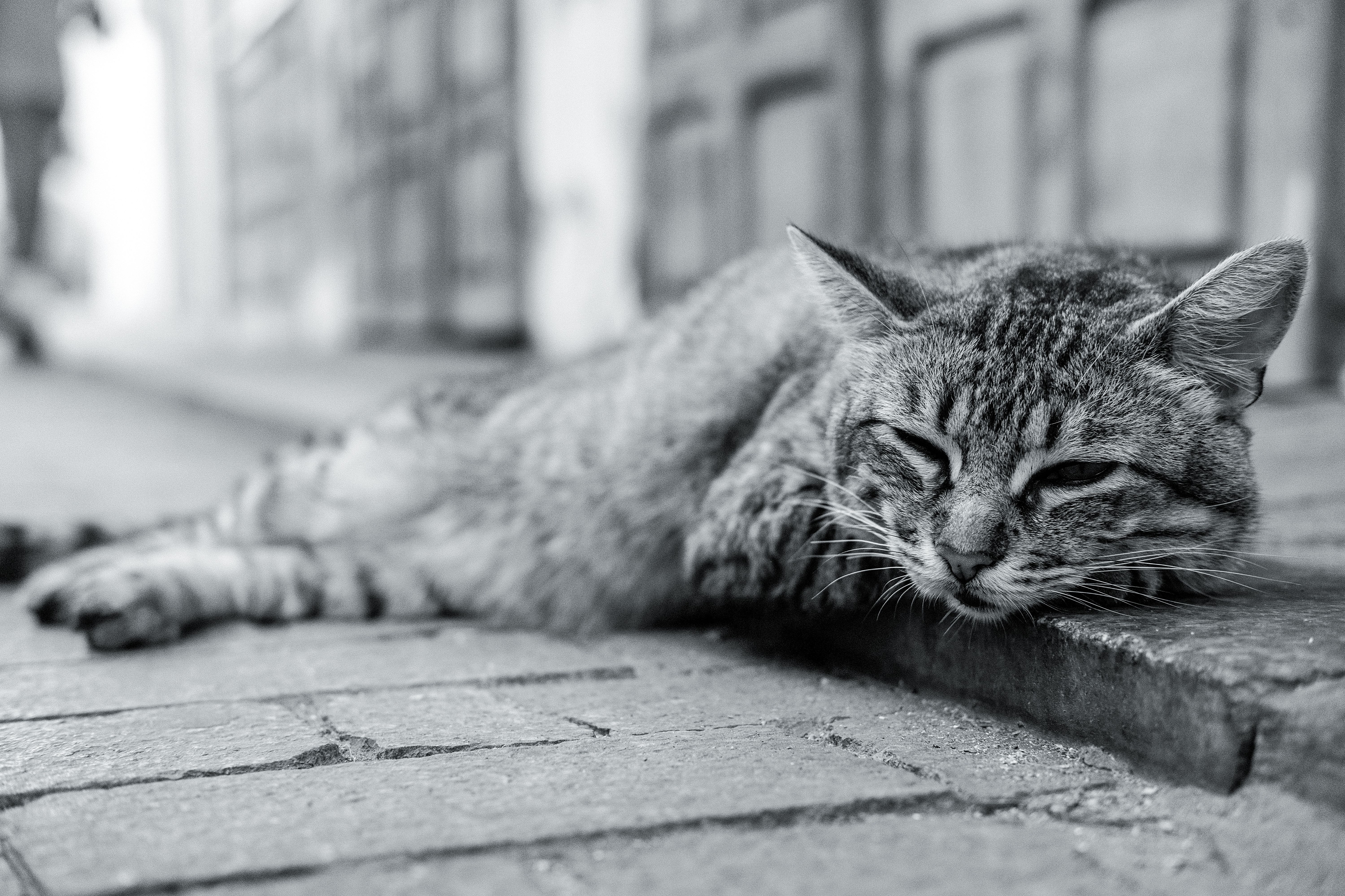 Relaxing Street Cat in Rabat's Old Medina · Free Stock Photo