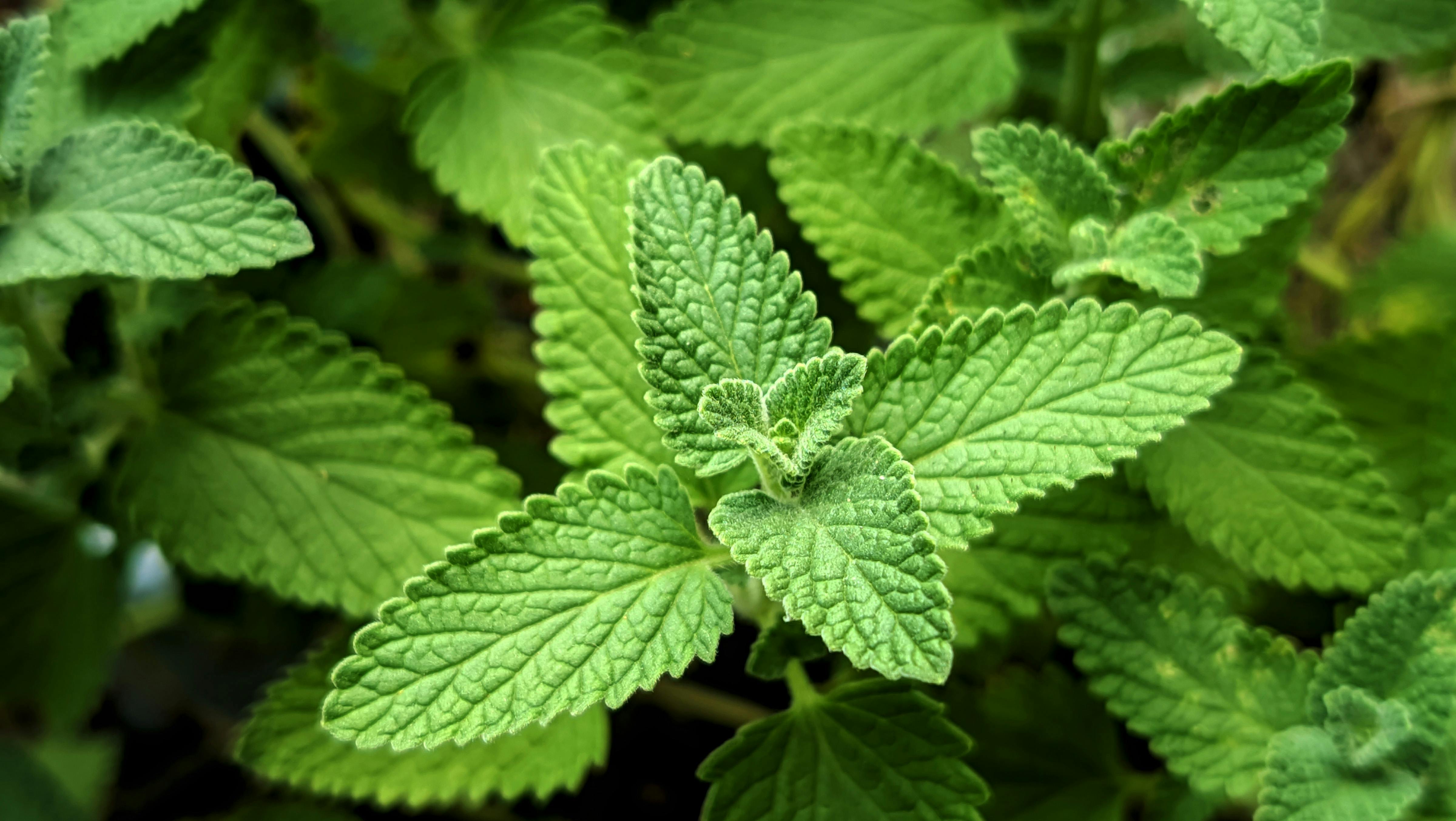 Green Mint Photo · Free Stock Photo