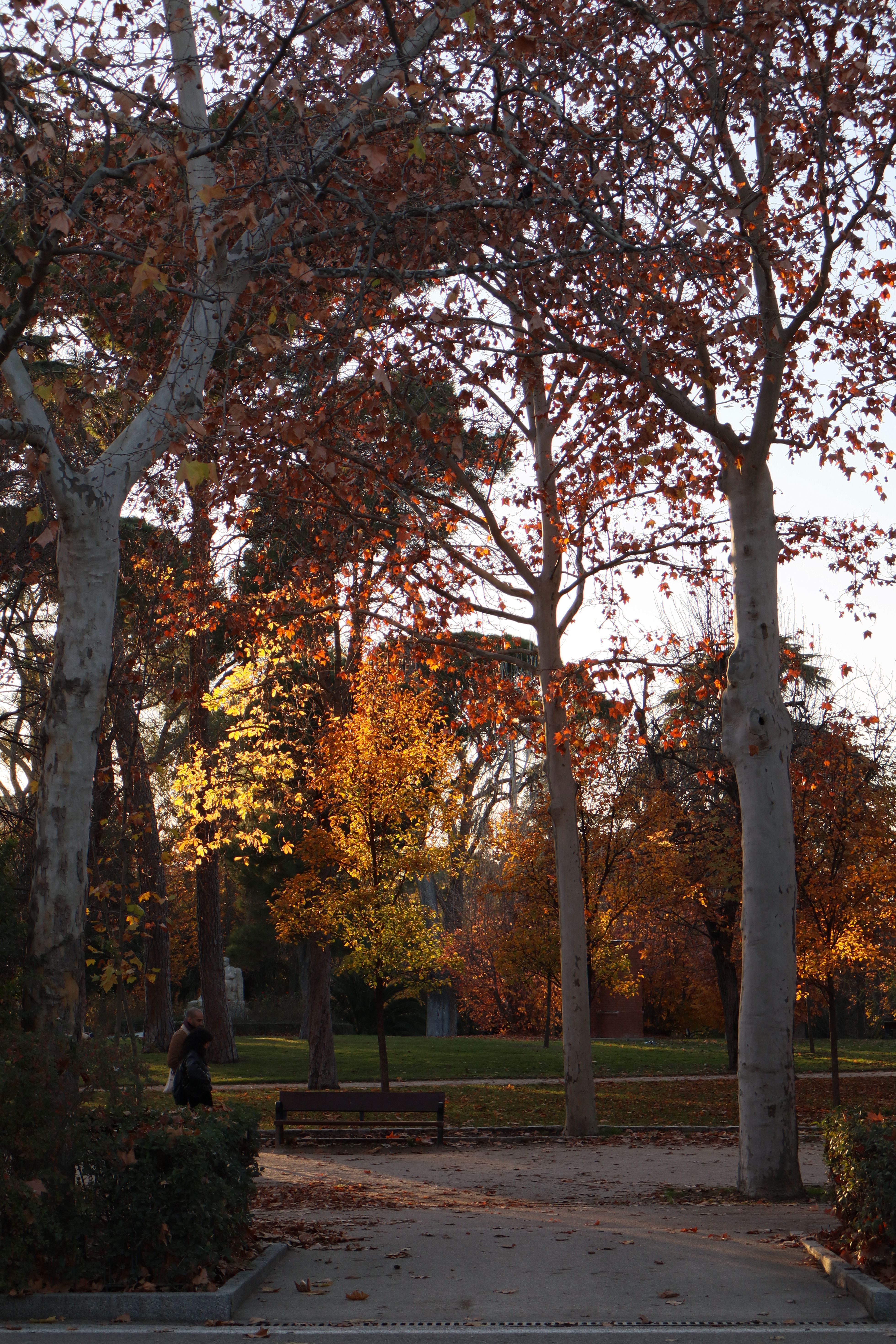 Photography of a Park · Free Stock Photo