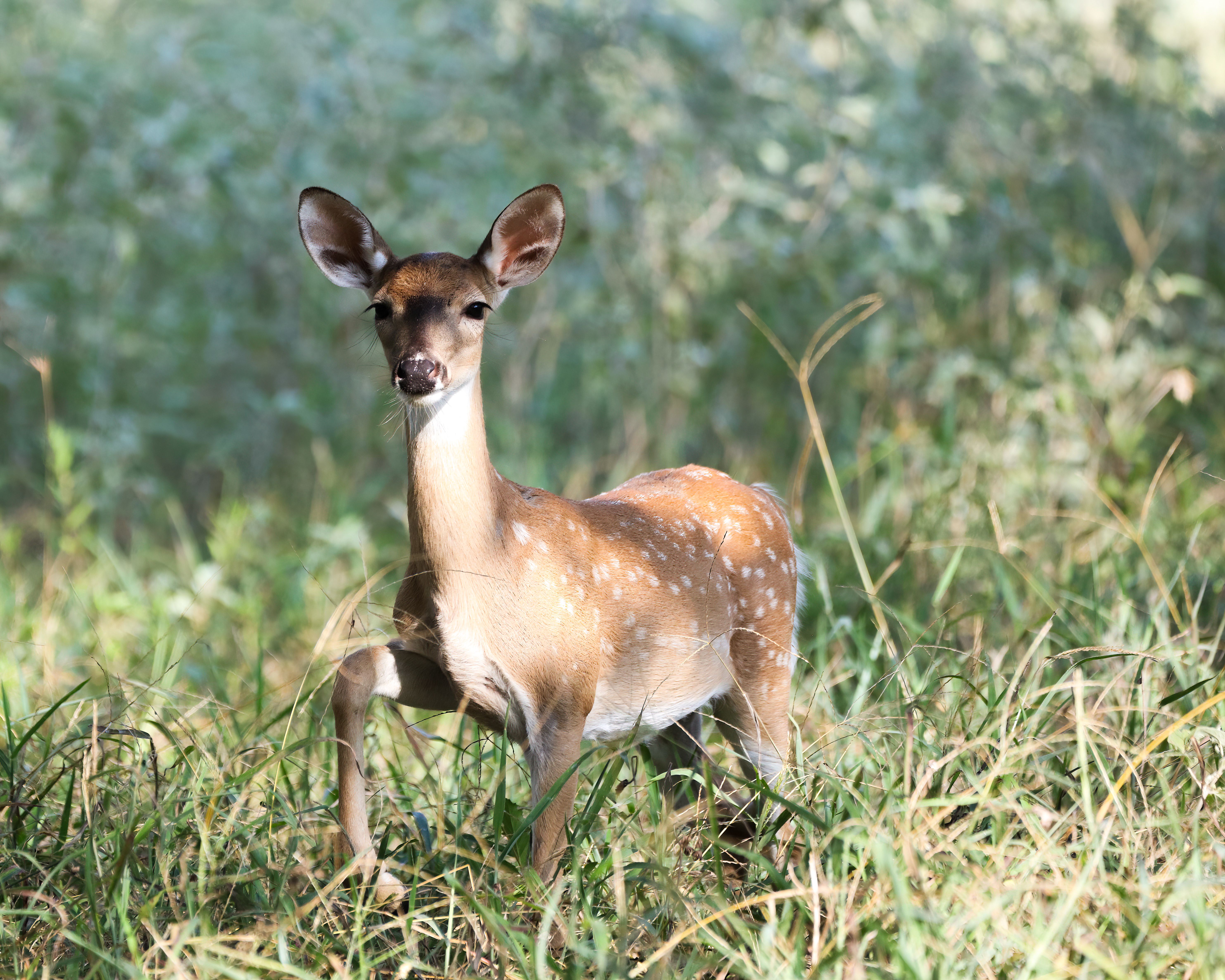 Fawn Photos, Download The BEST Free Fawn Stock Photos & HD Images