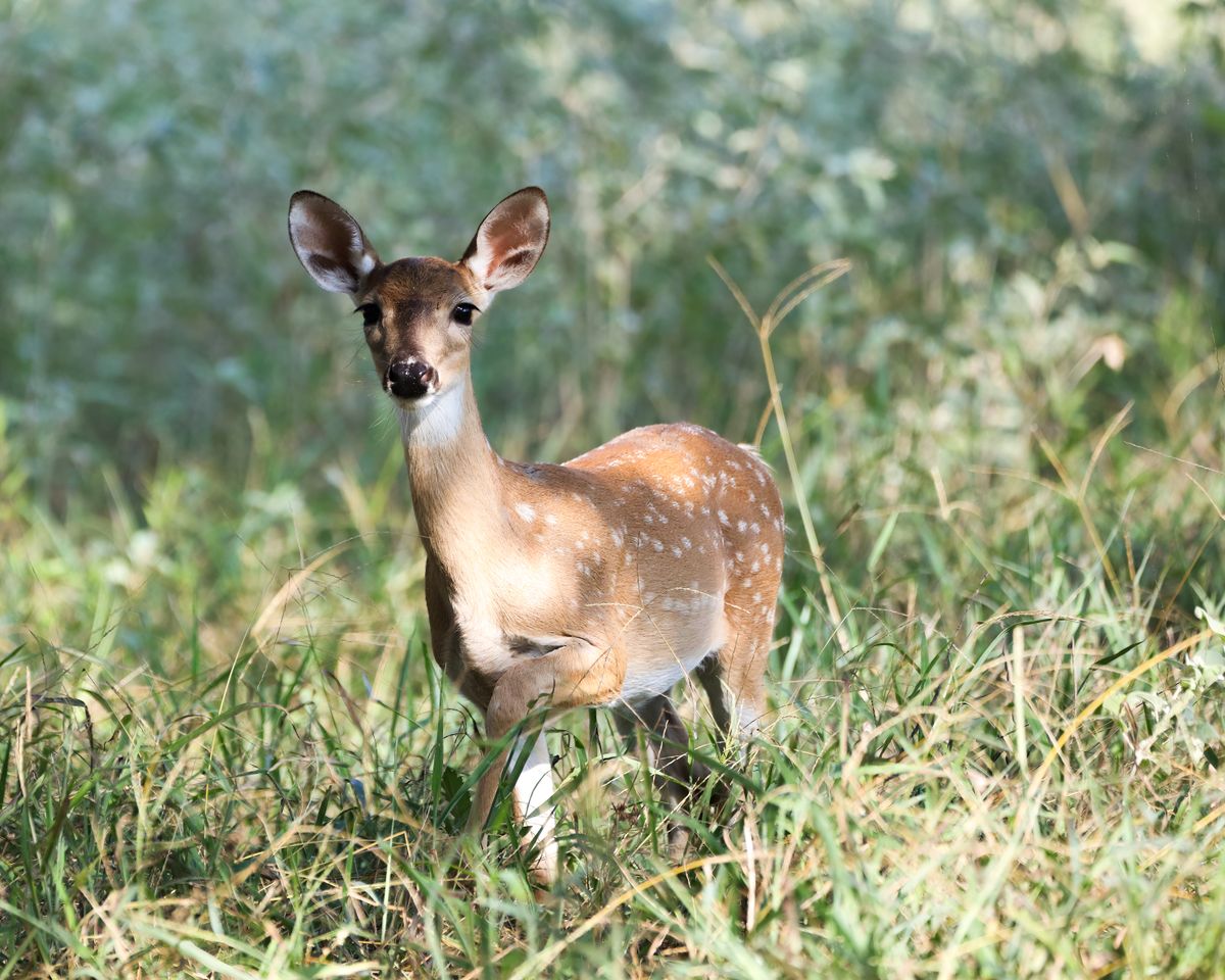 Fawn Photos, Download The BEST Free Fawn Stock Photos & HD Images