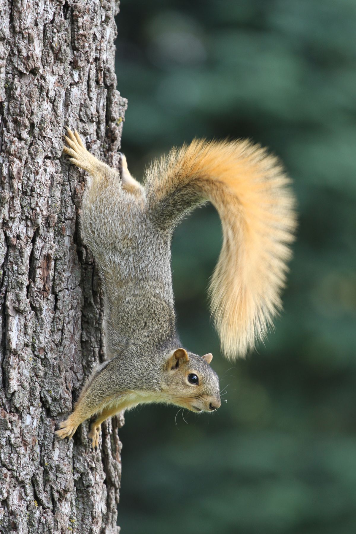 Squirrels Photos, Download The BEST Free Squirrels Stock Photos & HD Images