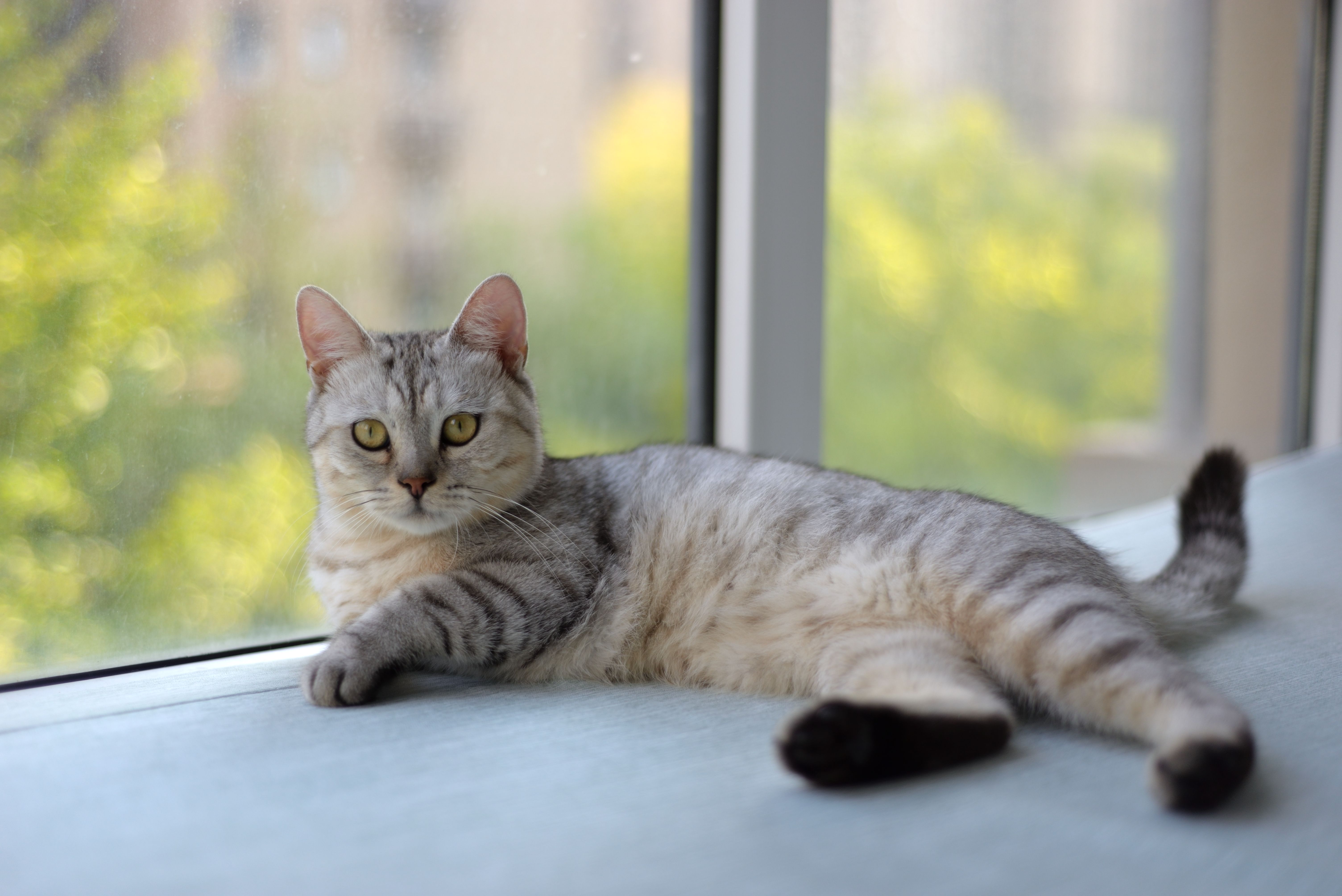 40,000+ Best Cat Photos · 100% Free Download · Pexels Stock Photos