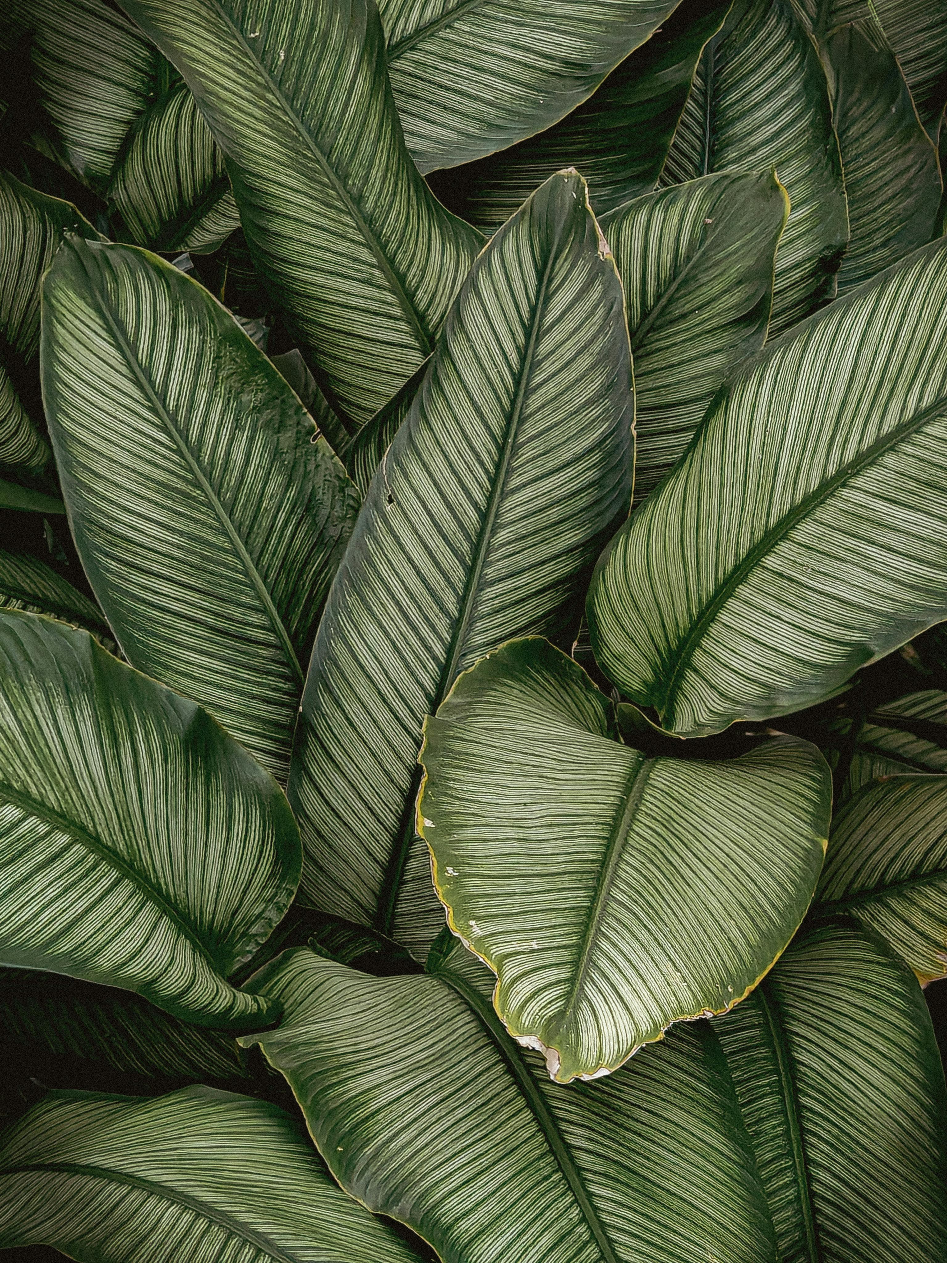 Close Up Daun Calathea Ornata Yang Rimbun · Foto Stok Gratis