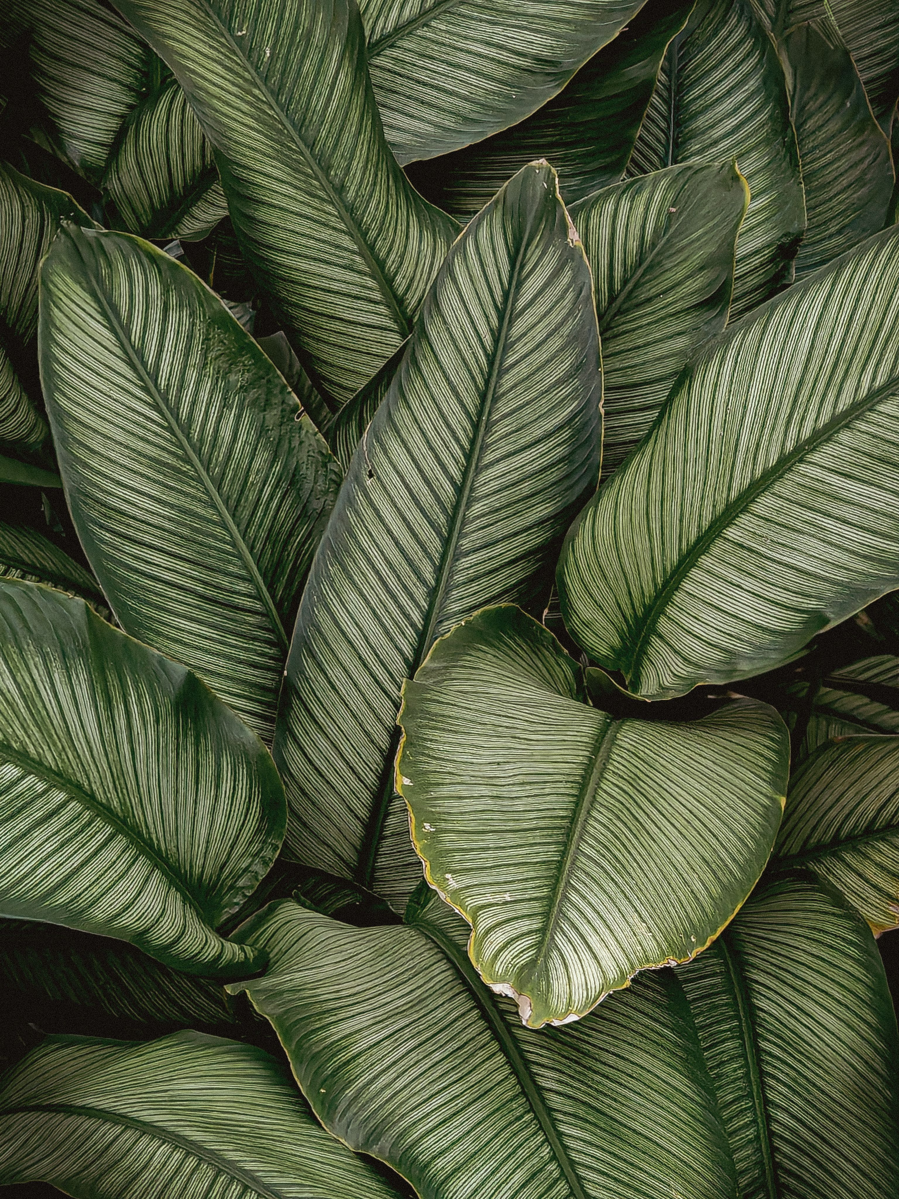 Vibrant Calathea Ornata Leaf Texture Closeup · Free Stock Photo
