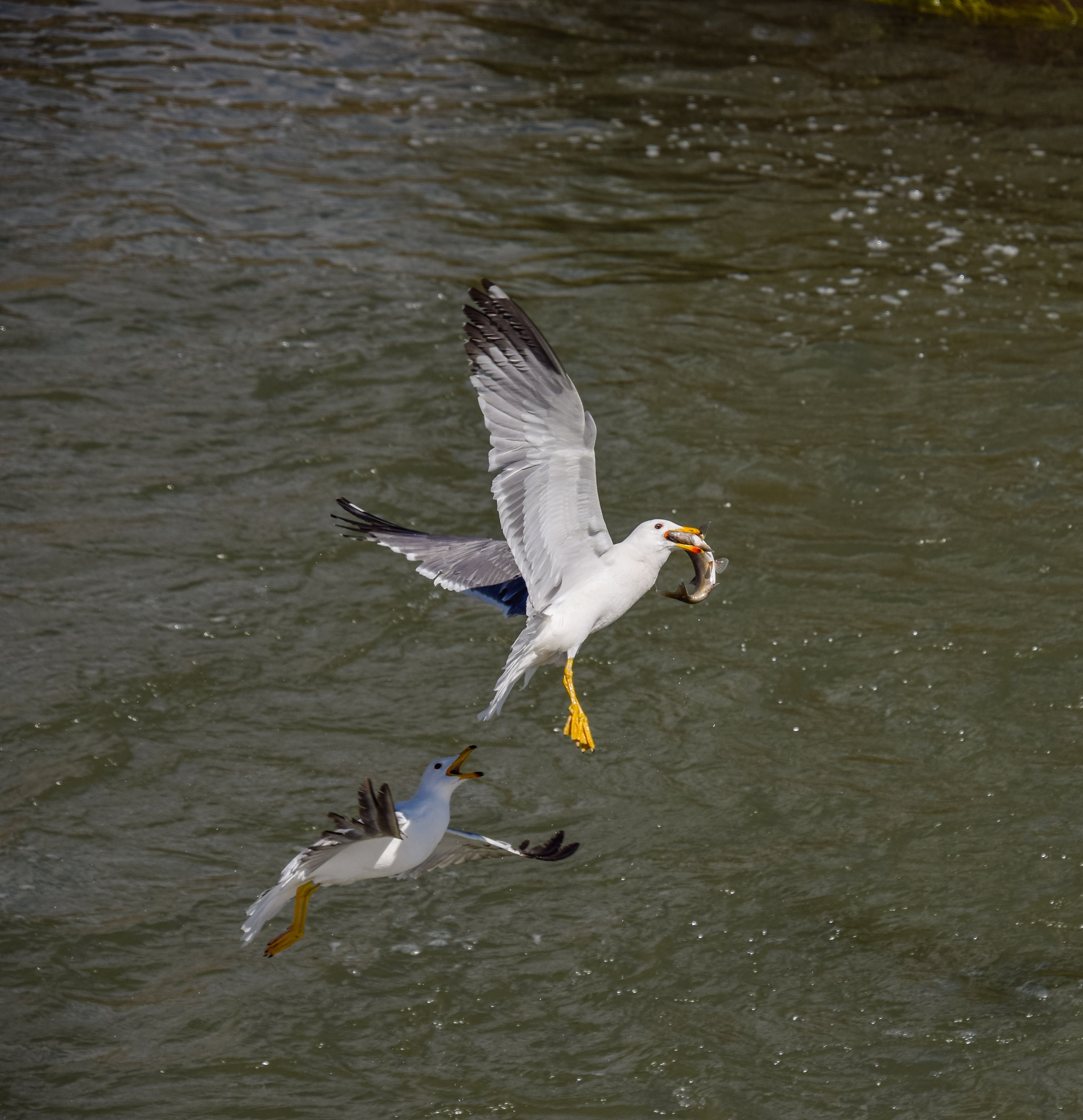 Seagulls Catching Fish in Vangölü Waters · Free Stock Photo