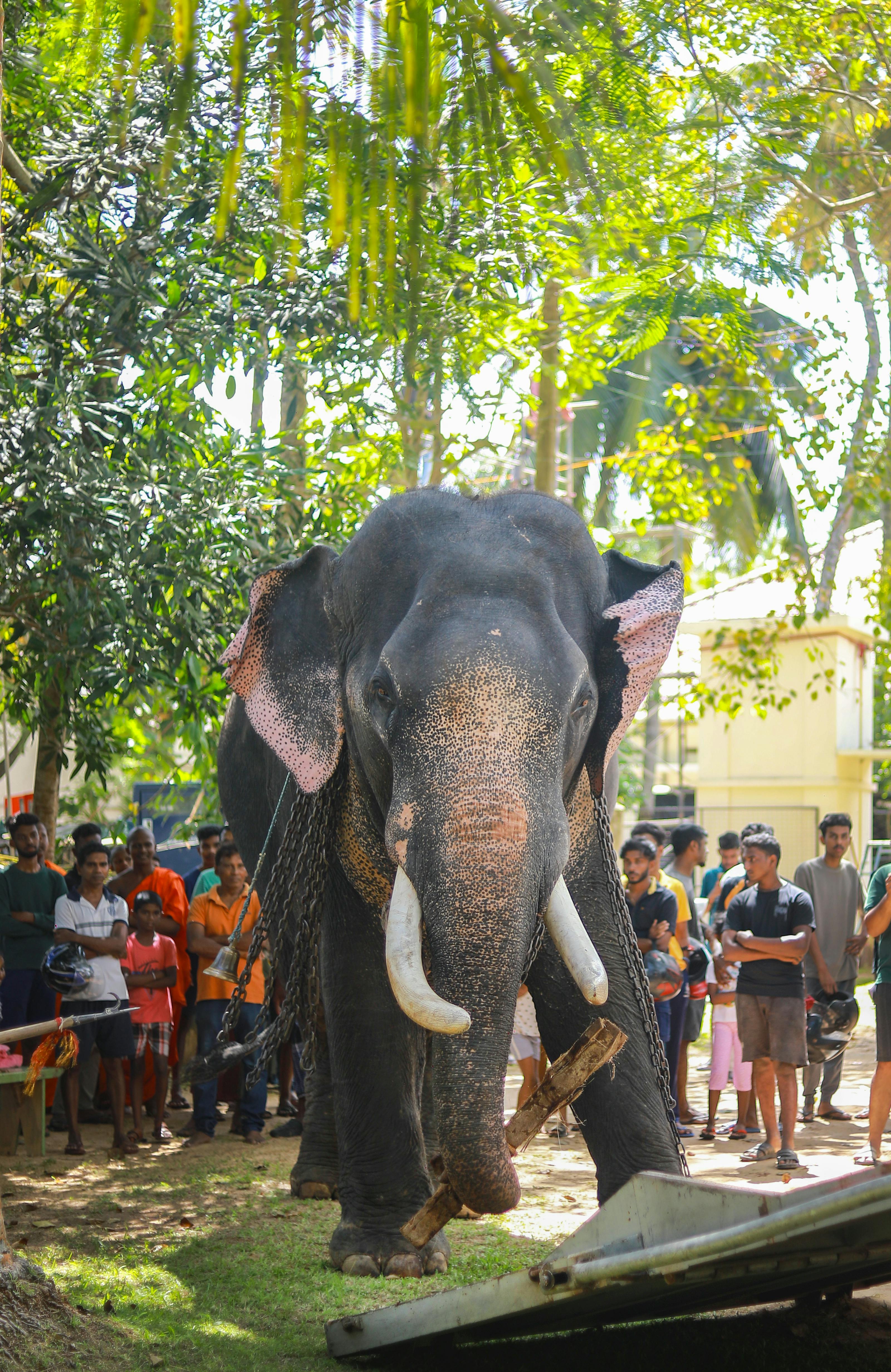 Capturing the Beauty of Sri Lankan Domestic Elephants During the Kandy ...