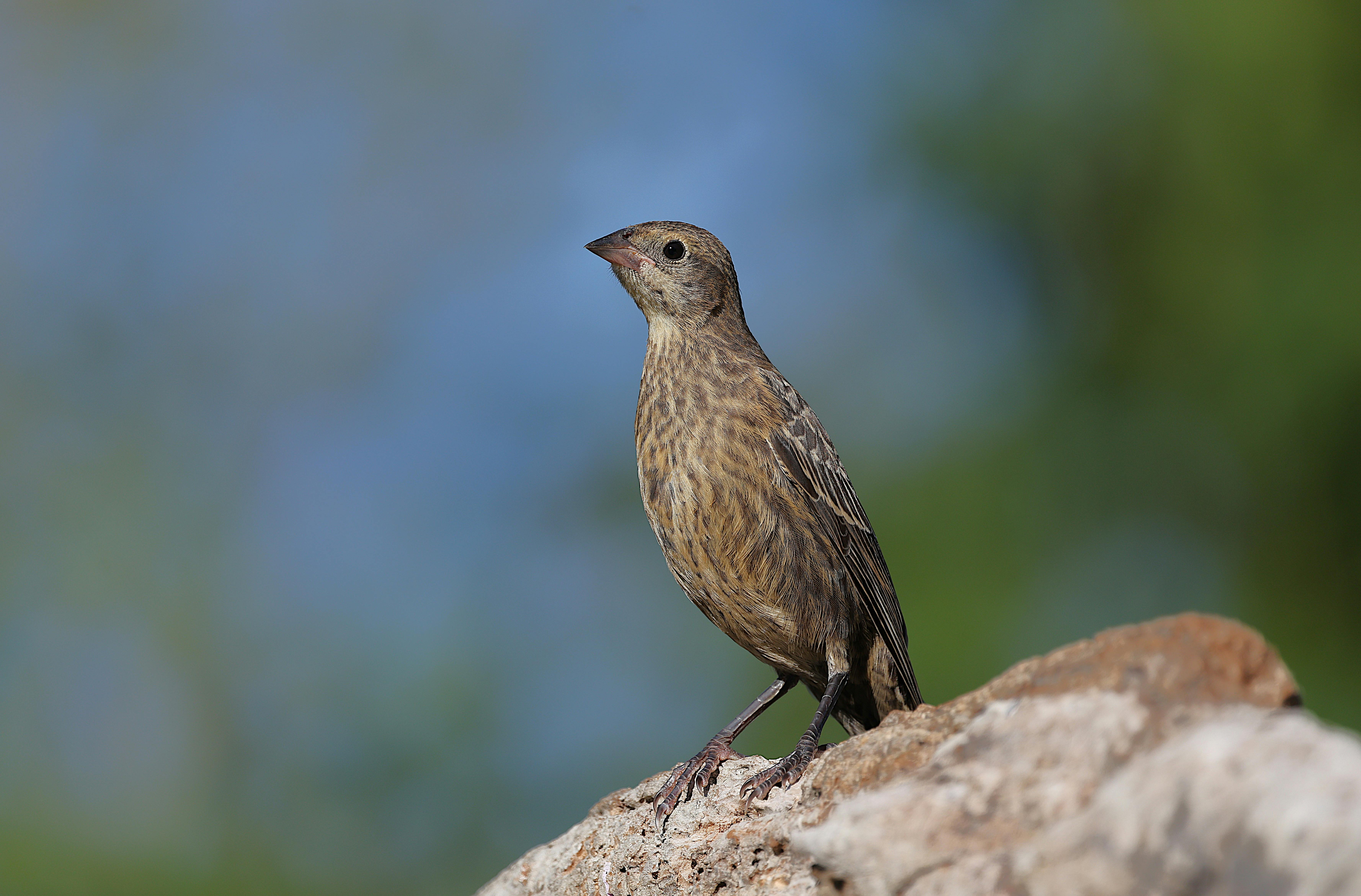 Brown Headed Cowbird Baby with Warbler: Co-Opted Care Tale