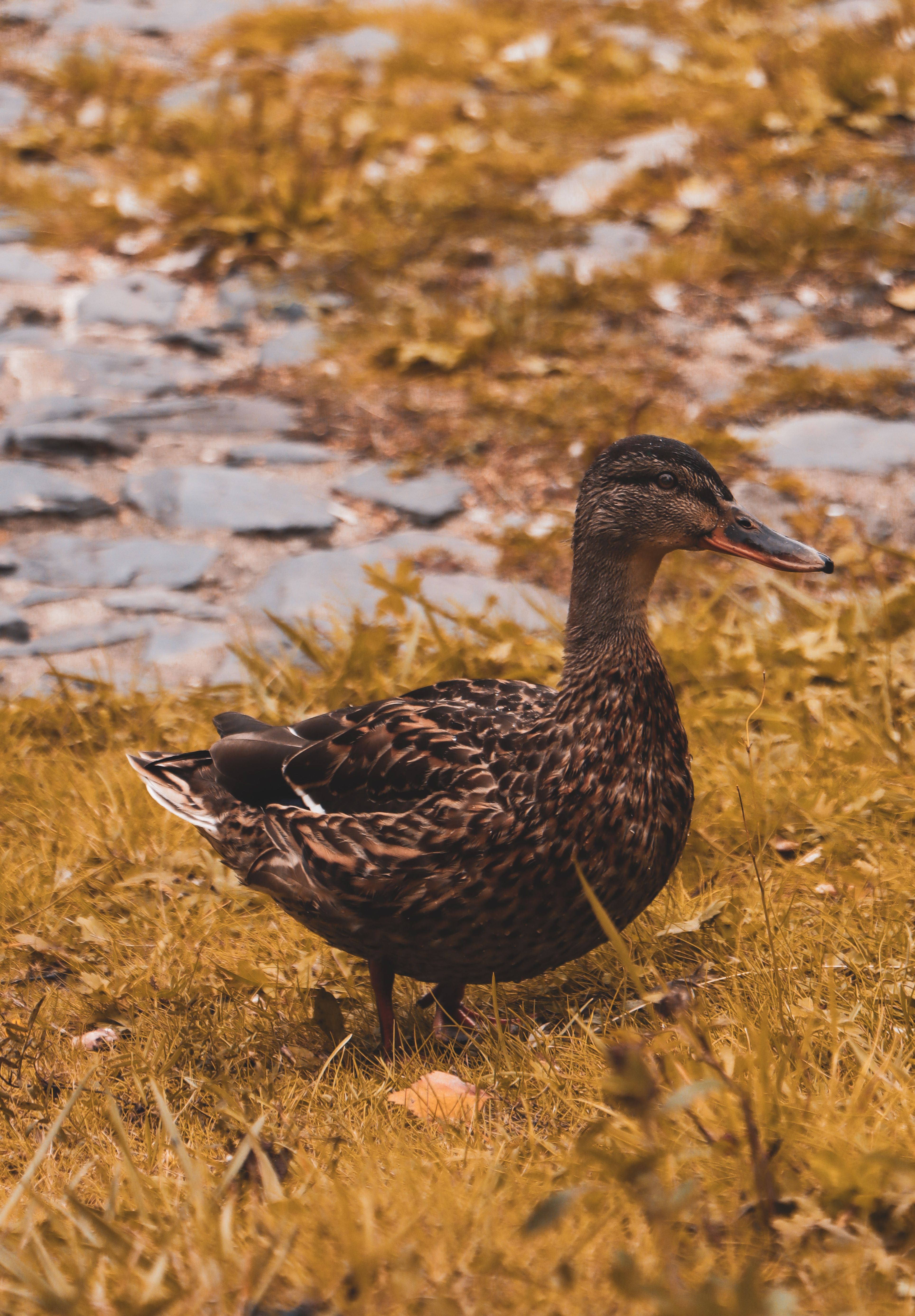 Primer Plano De Un Pato Real En Un Entorno Otoñal · Foto de stock gratuita