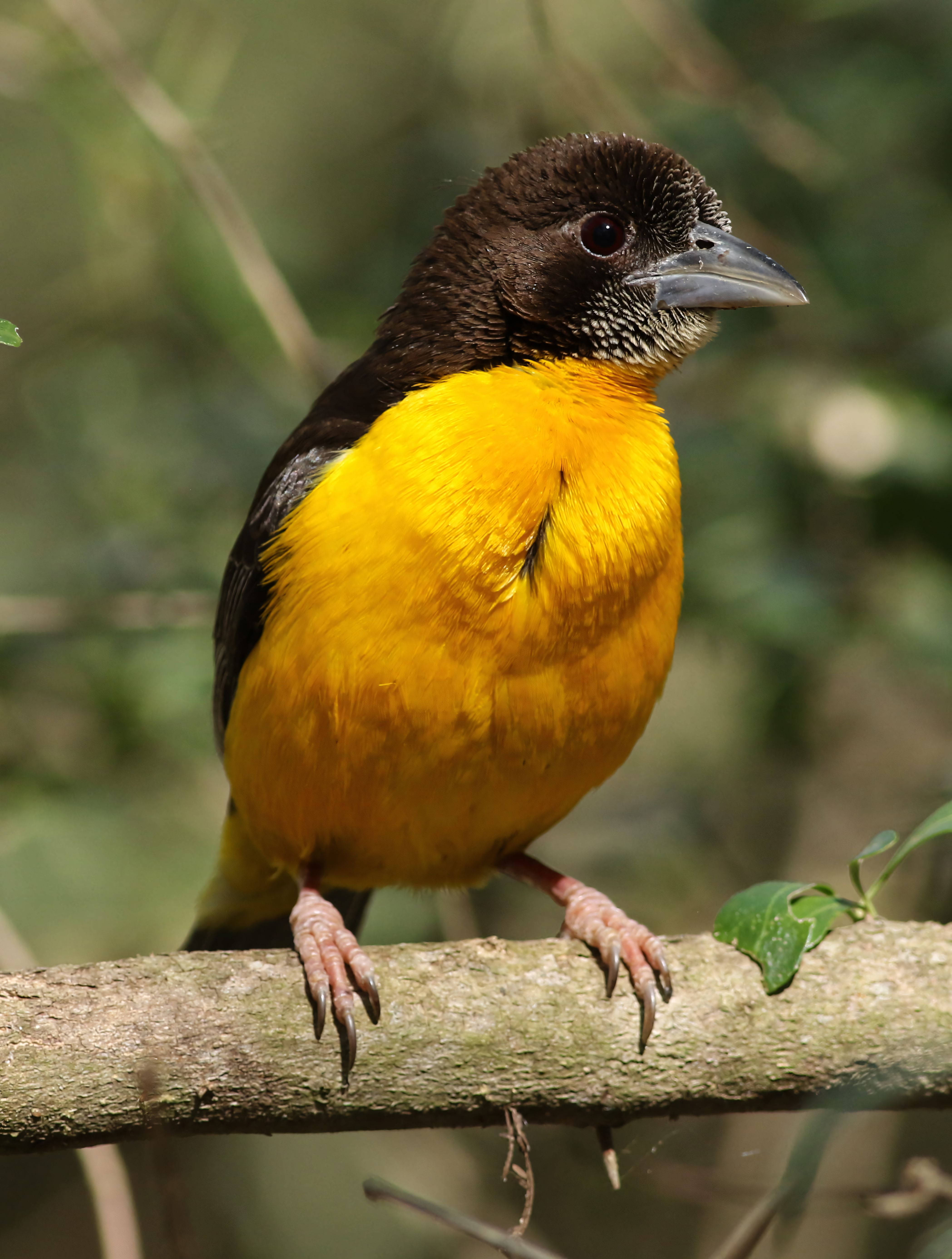Close-Up of a Dark-Backed Weaver in Habitat · Free Stock Photo