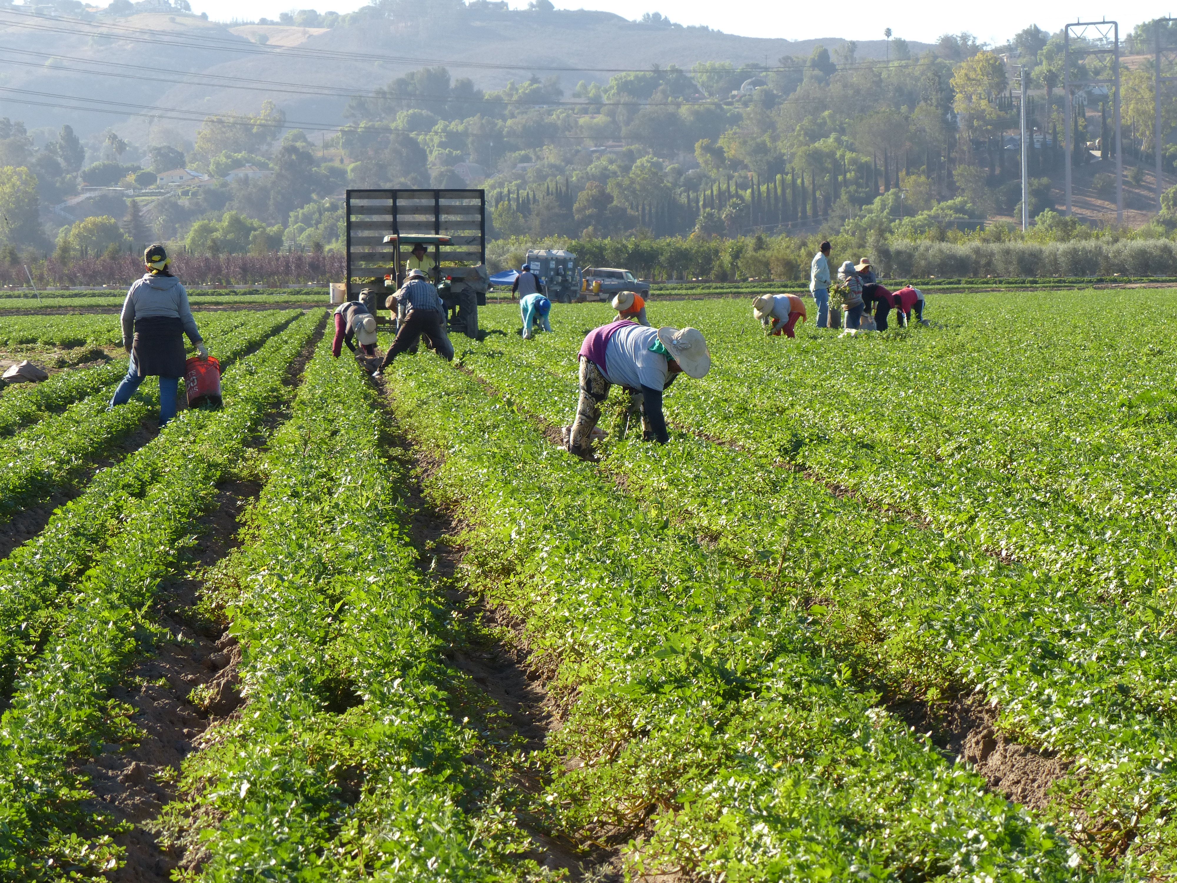 Farm Workers Photos, Download The BEST Free Farm Workers Stock Photos ...