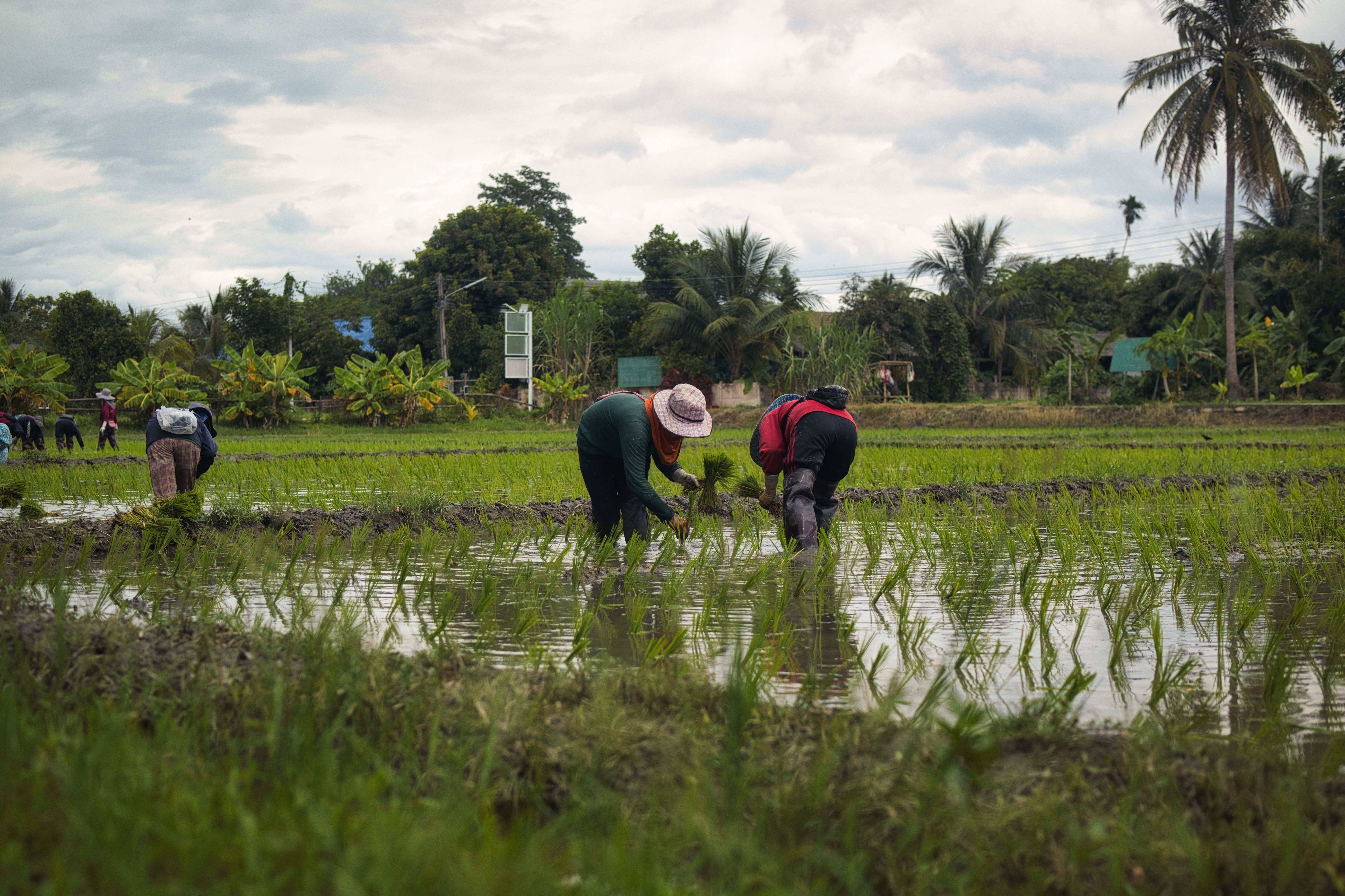 People Doing Farming · Free Stock Photo