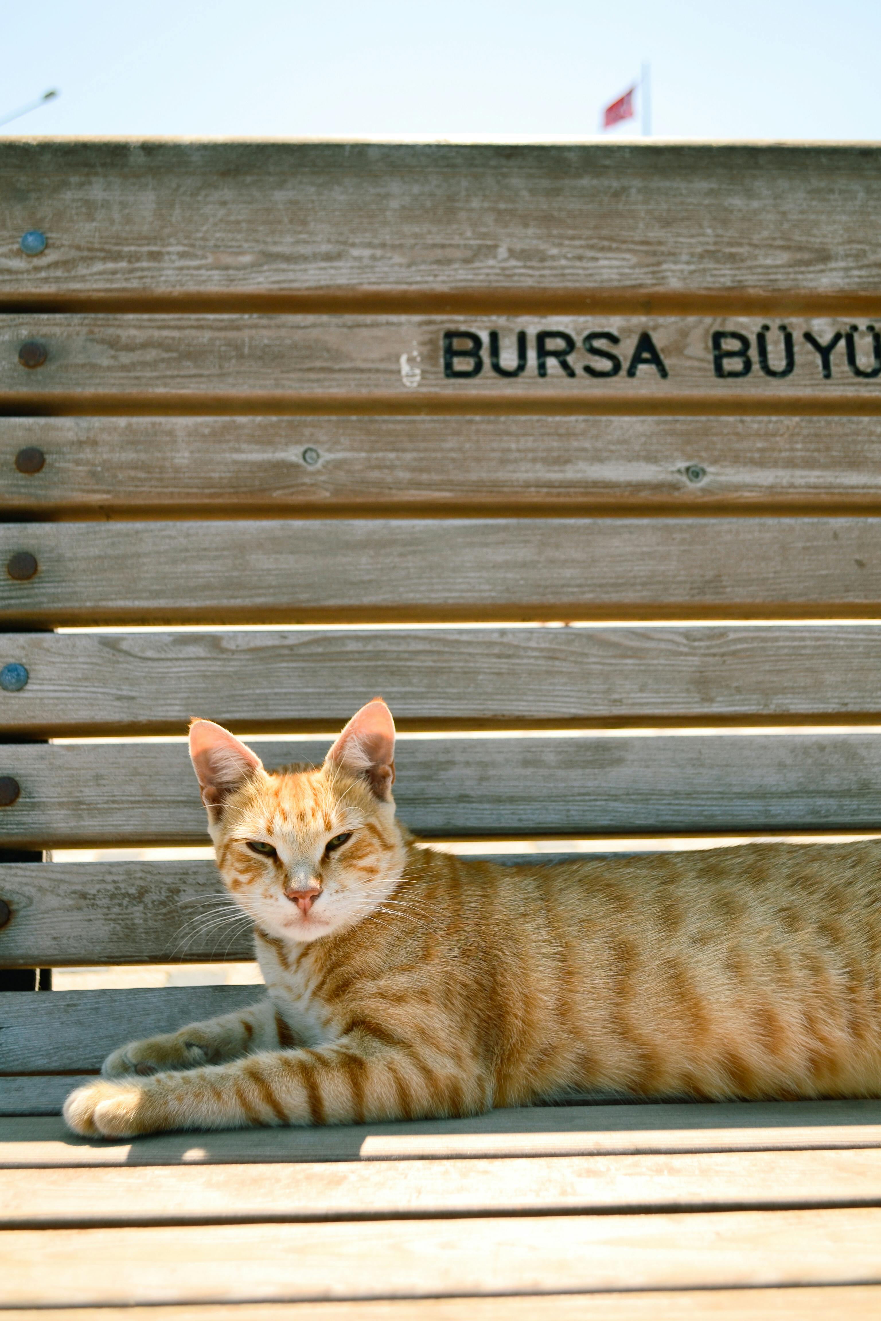 Ginger Cat Photos, Download The BEST Free Ginger Cat Stock Photos & HD ...