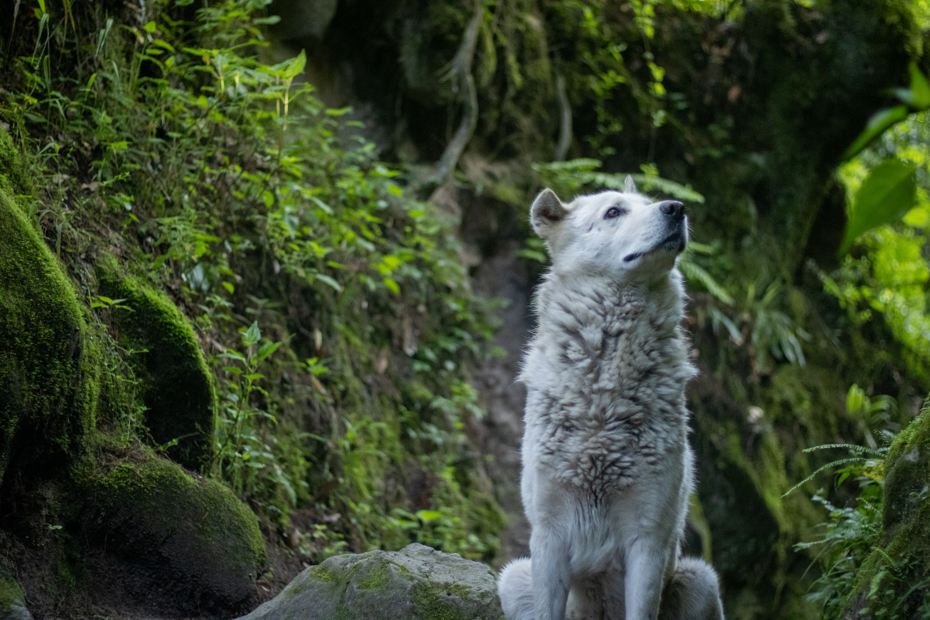 Meet the Wolfdog: Gray Wolf and Dog Hybrid Breed