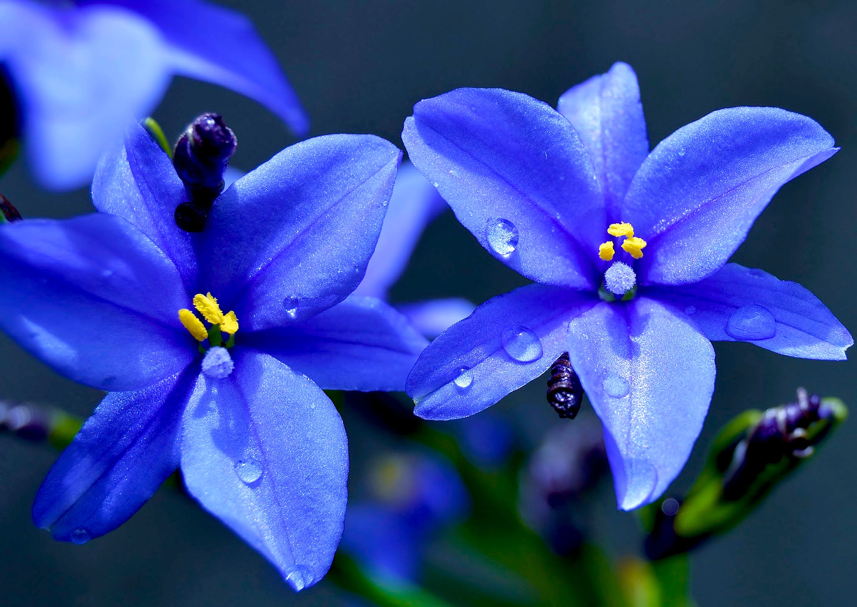 Vibrant Blue Star Flowers with Dew Drops · Free Stock Photo