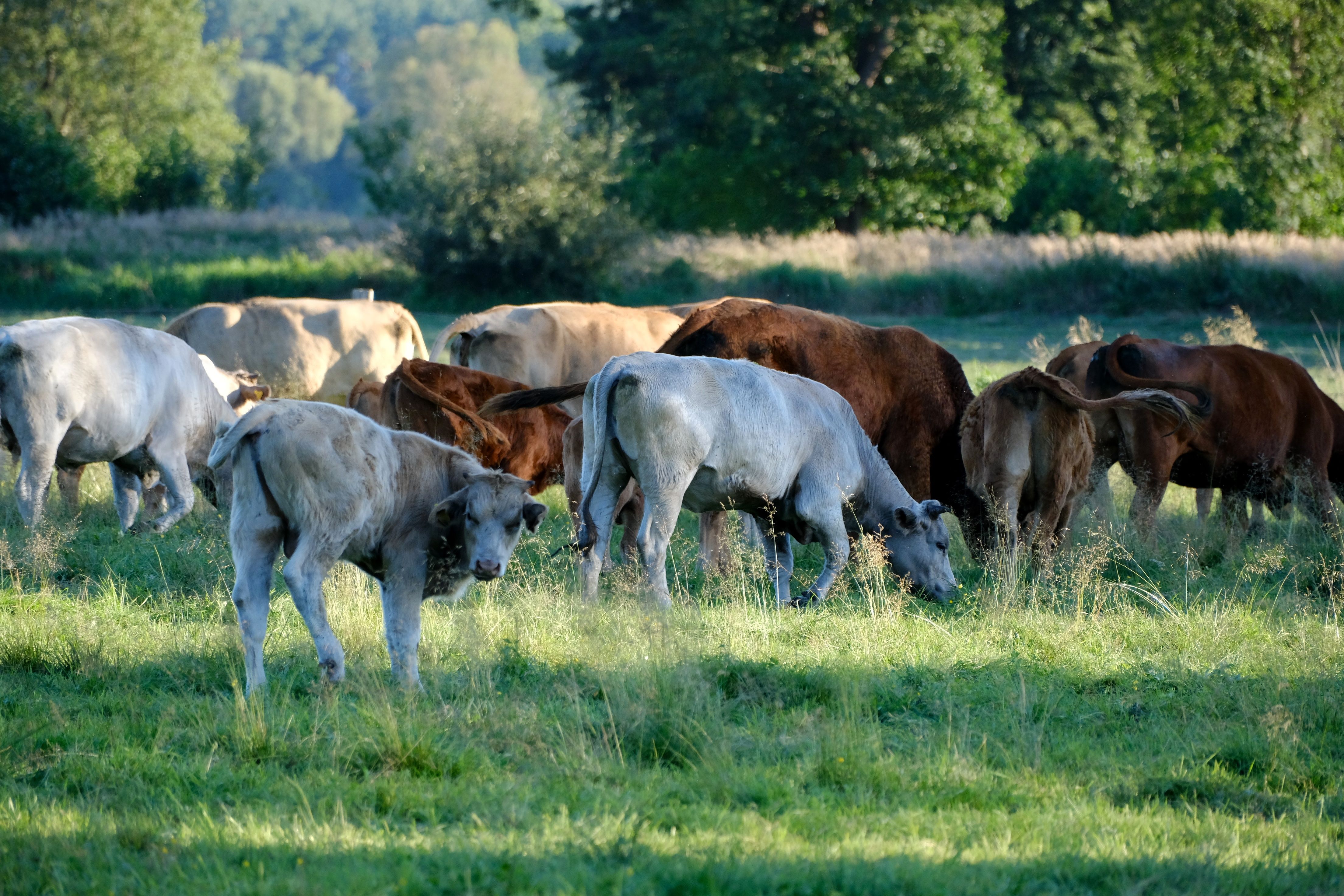 Grazing Cattle in Lush Green Pasture Outdoors · Free Stock Photo