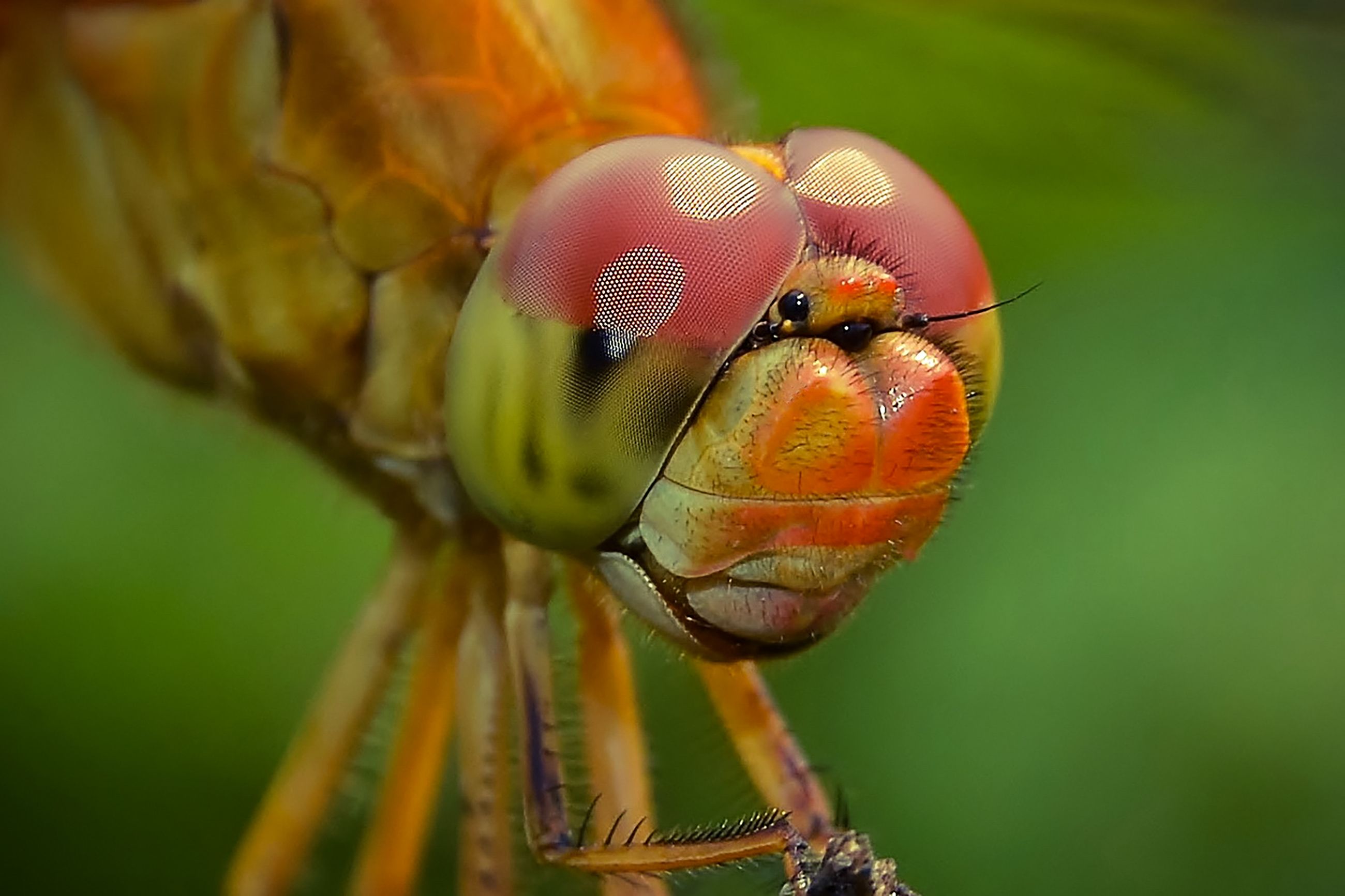 Close-up Macro of Colorful Dragonfly in Indonesia · Free Stock Photo