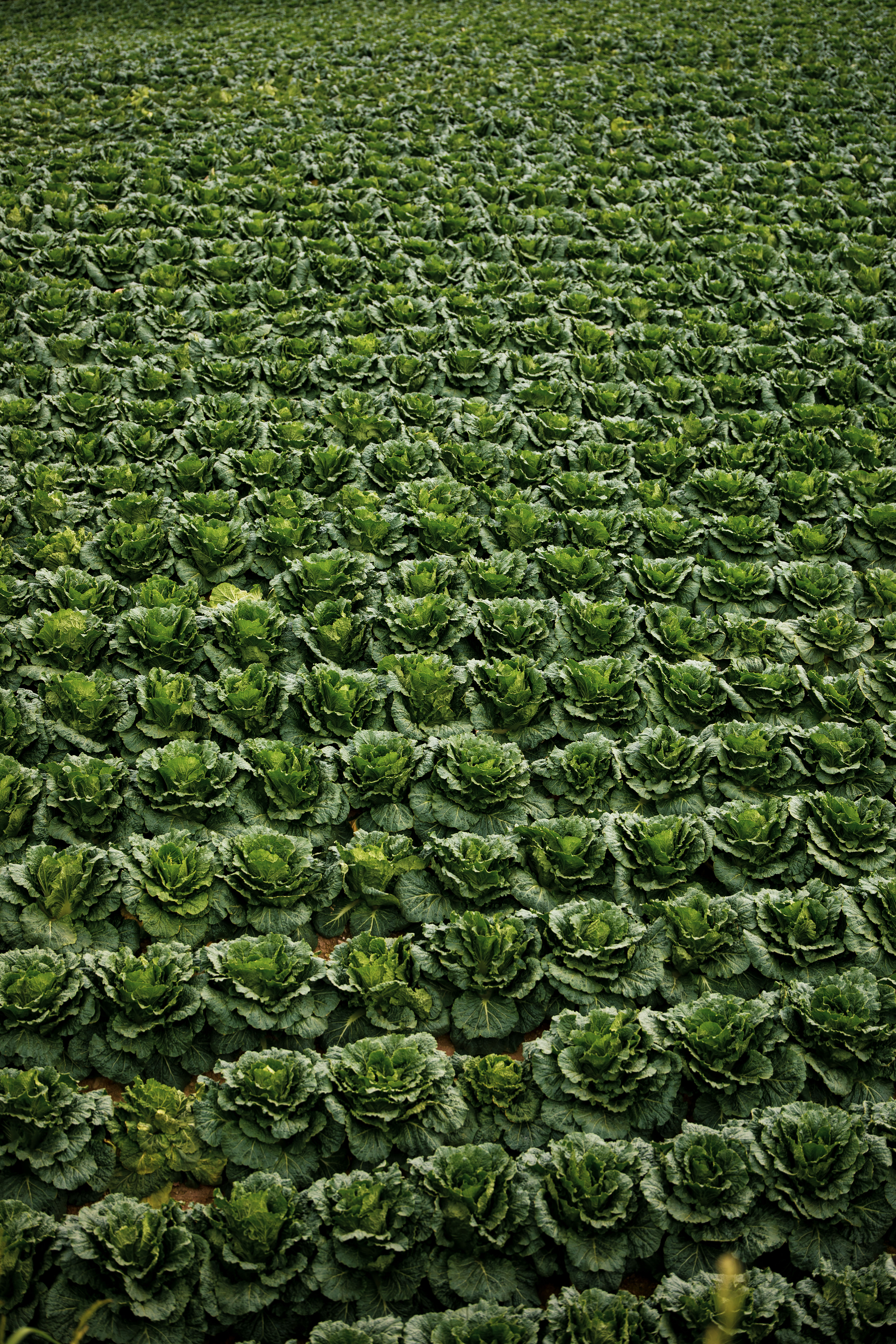 Lush Green Cabbage Field in Full Bloom · Free Stock Photo