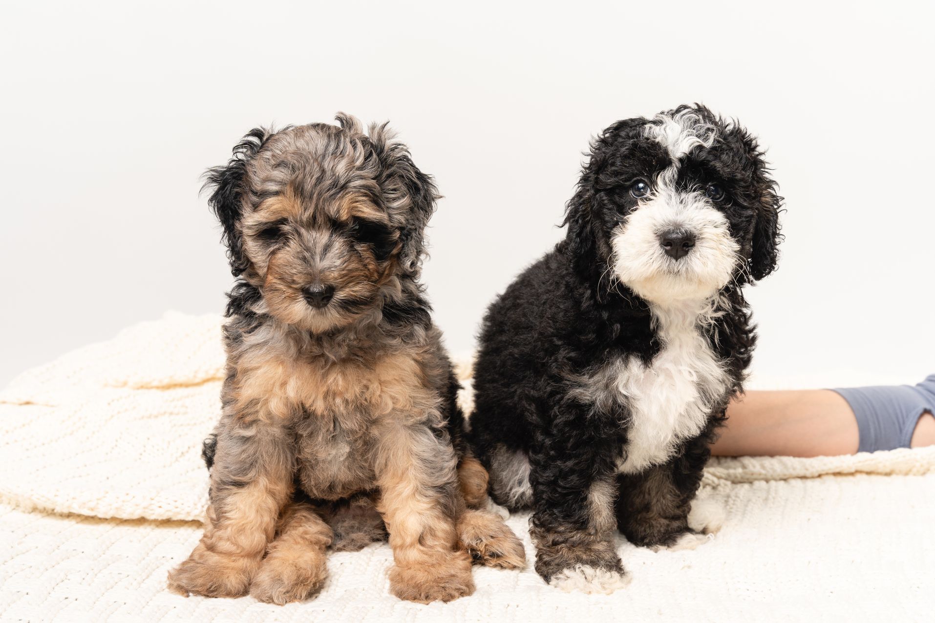 St Benard Dog Breed Information and Care Guide