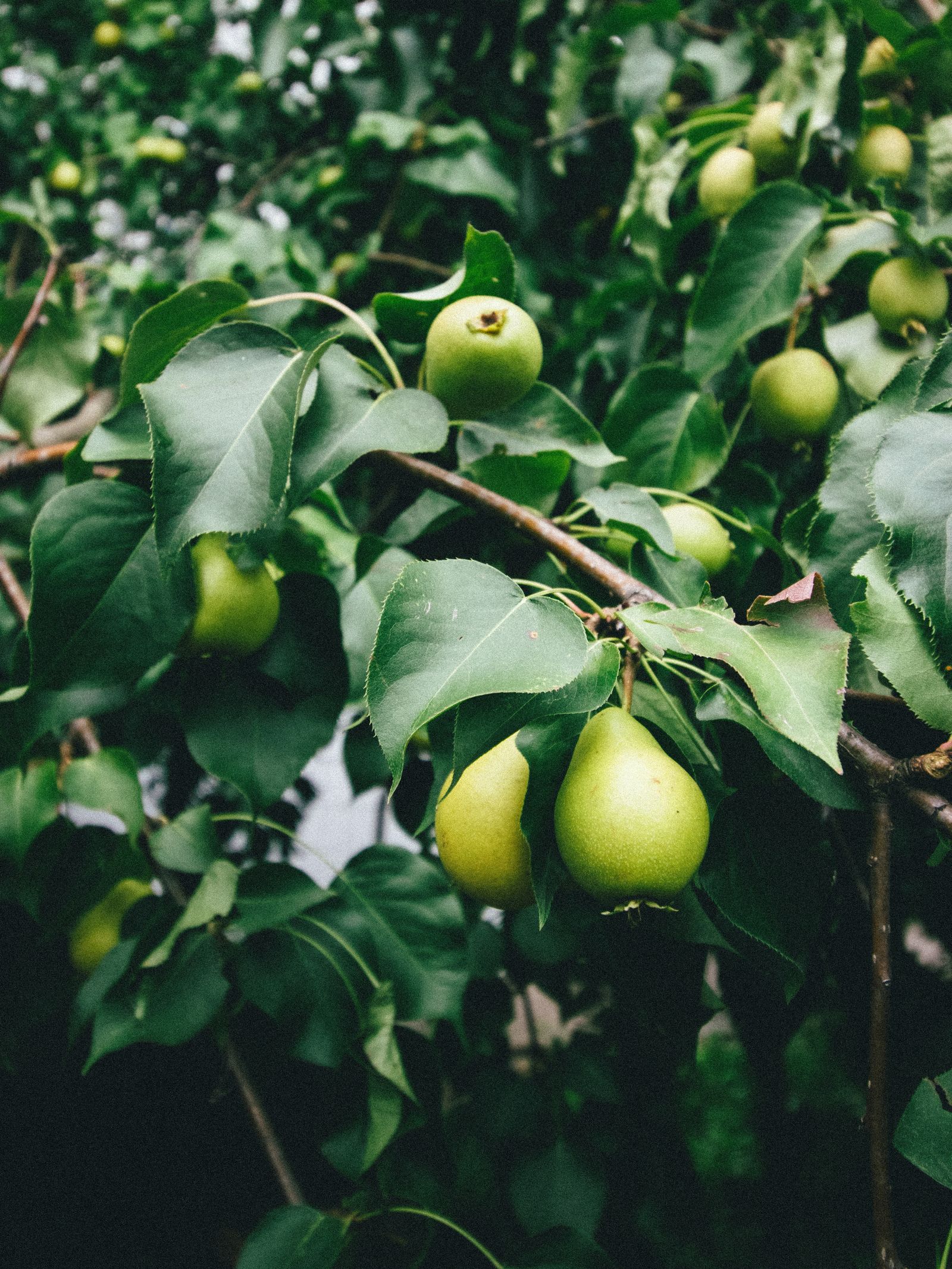 Partridge In A Pear Tree Photos, Download The BEST Free Partridge In A ...