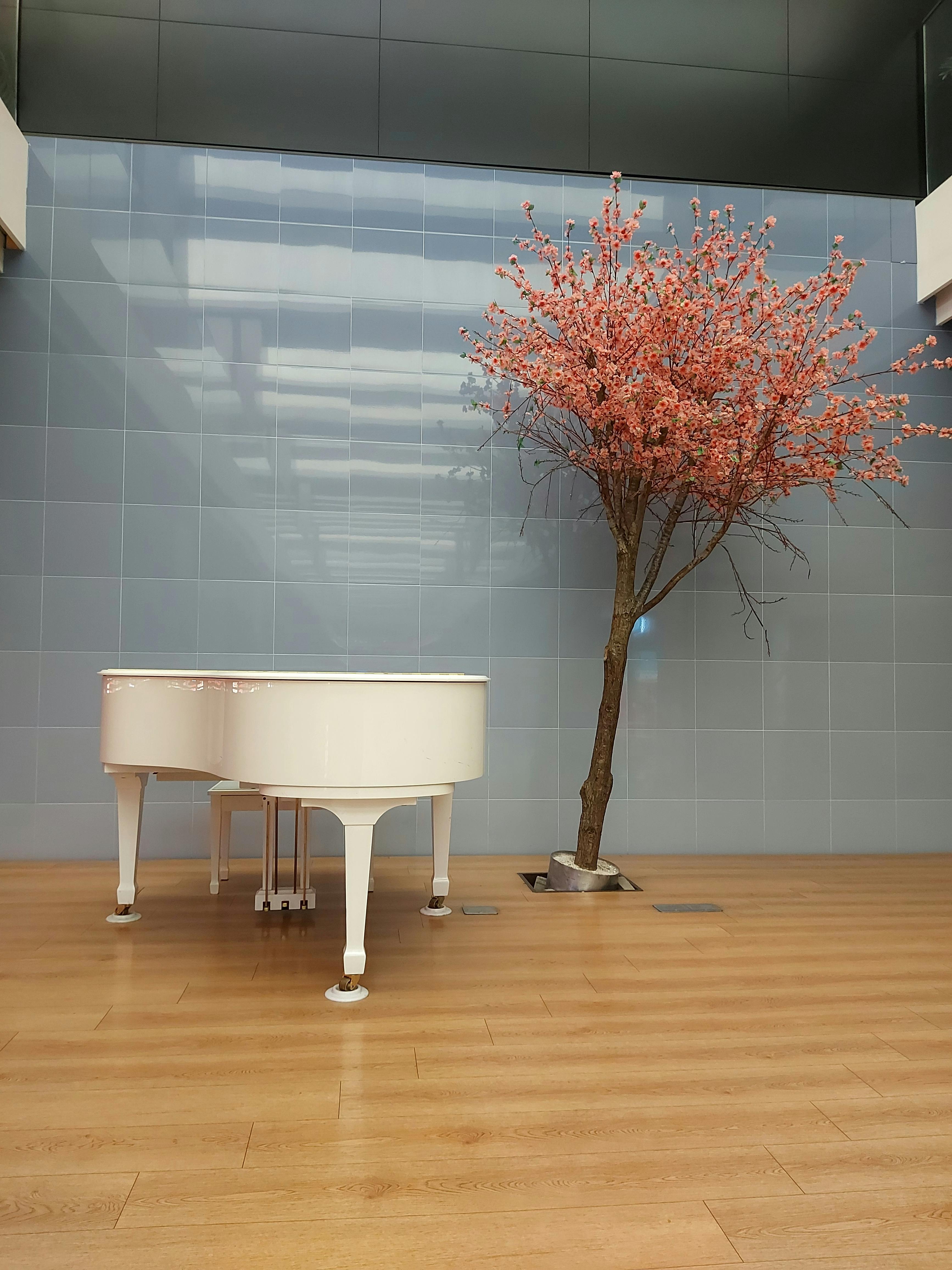 Elegant White Piano and Cherry Blossom Display · Free Stock Photo