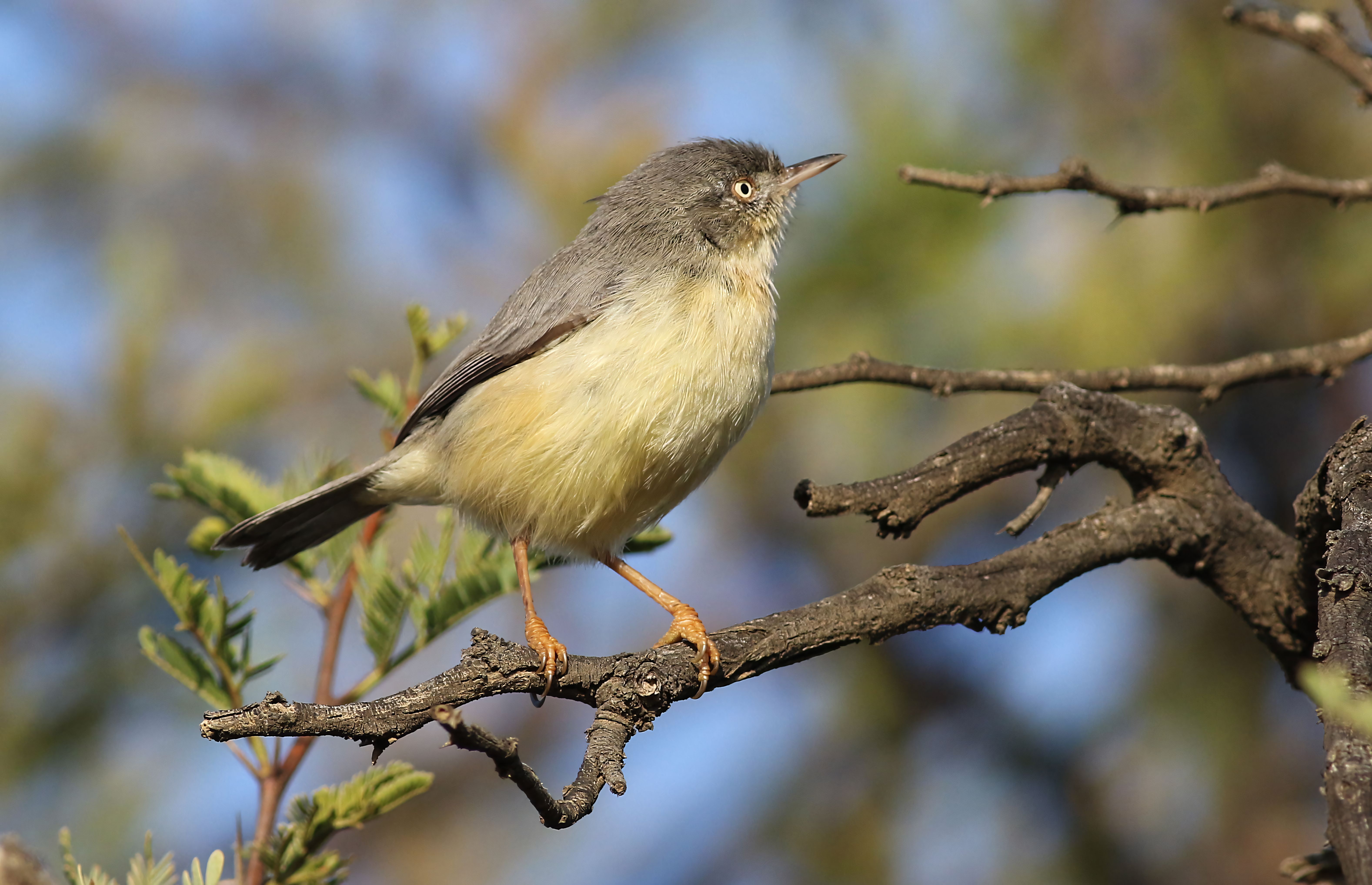 Bushveld Background Photos, Download The BEST Free Bushveld Background ...