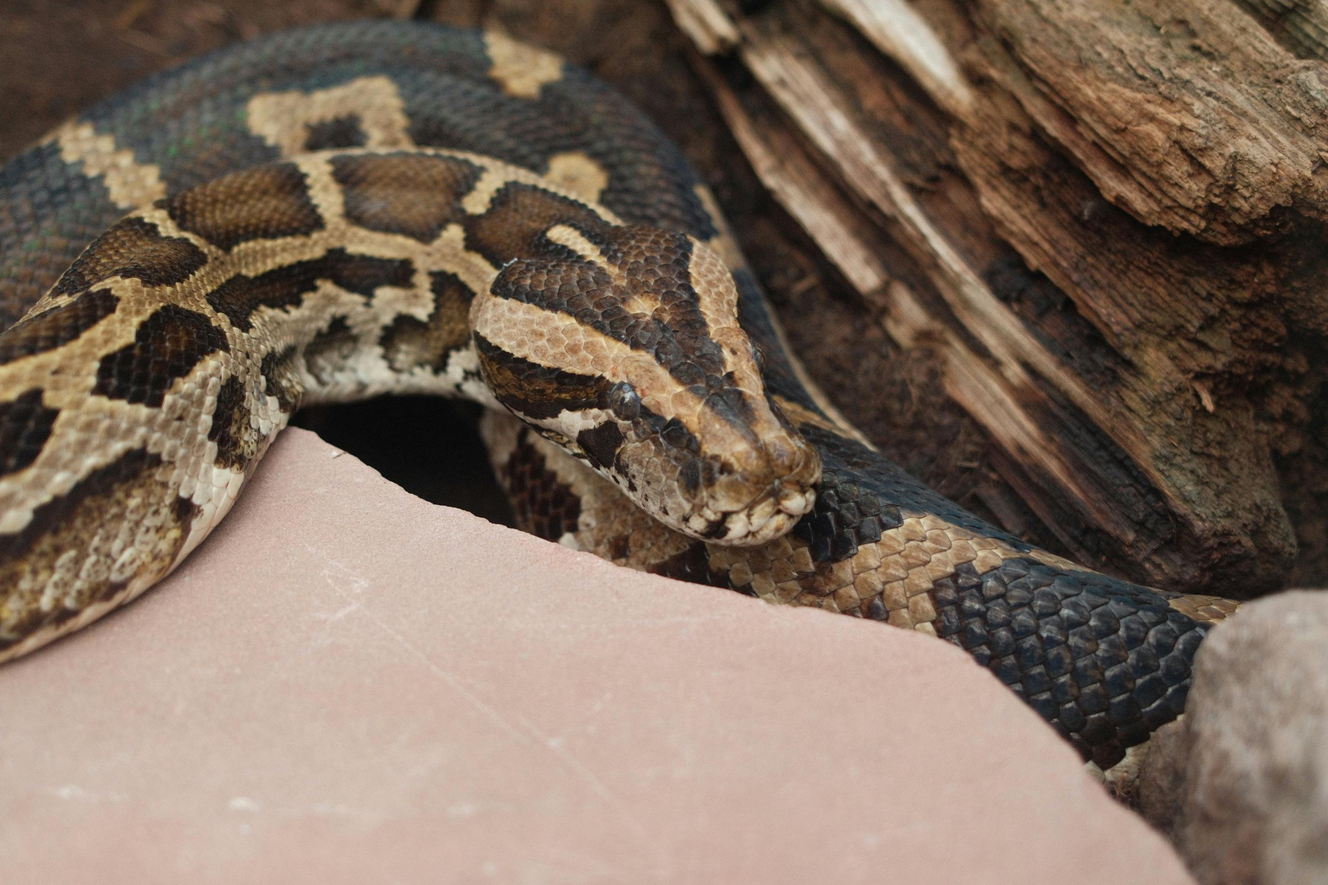 Florida Burmese Python News: Eradicating Invasive Species