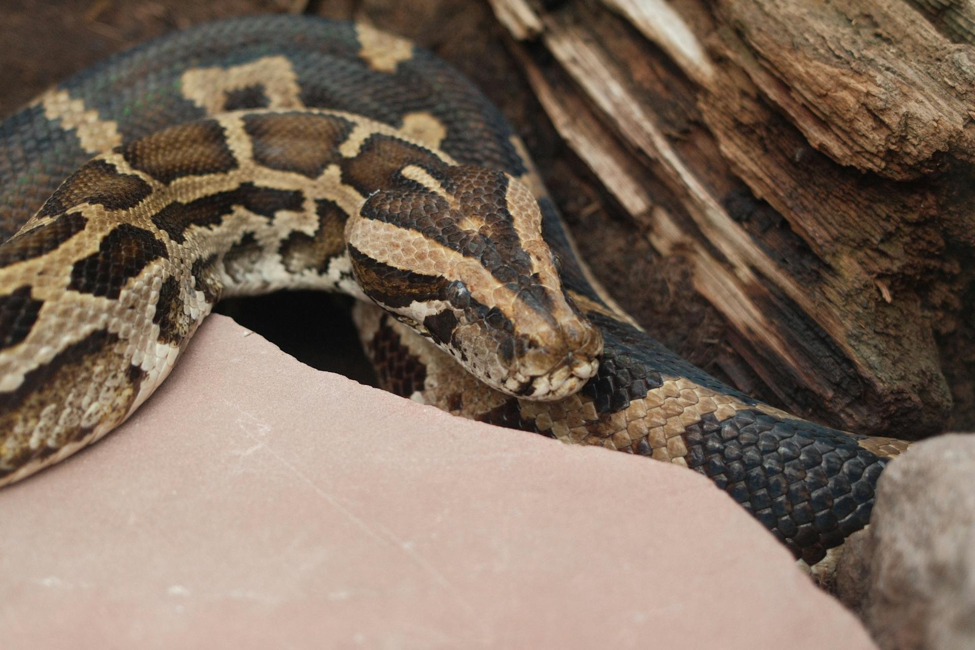 Burmese Python Population in Florida Sparks Ecological Alarm