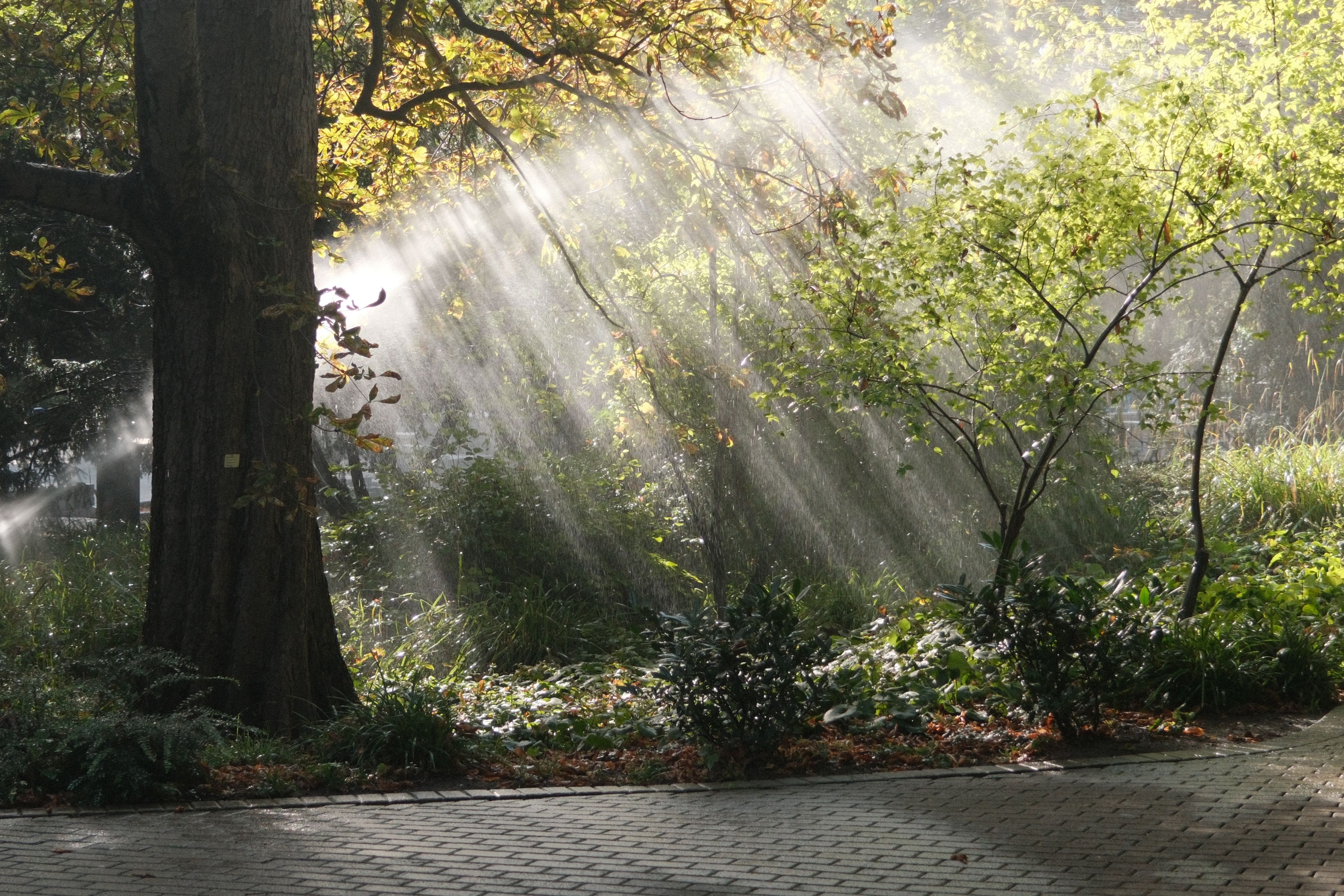 Sunlight Photos, Download The BEST Free Sunlight Stock Photos & HD Images