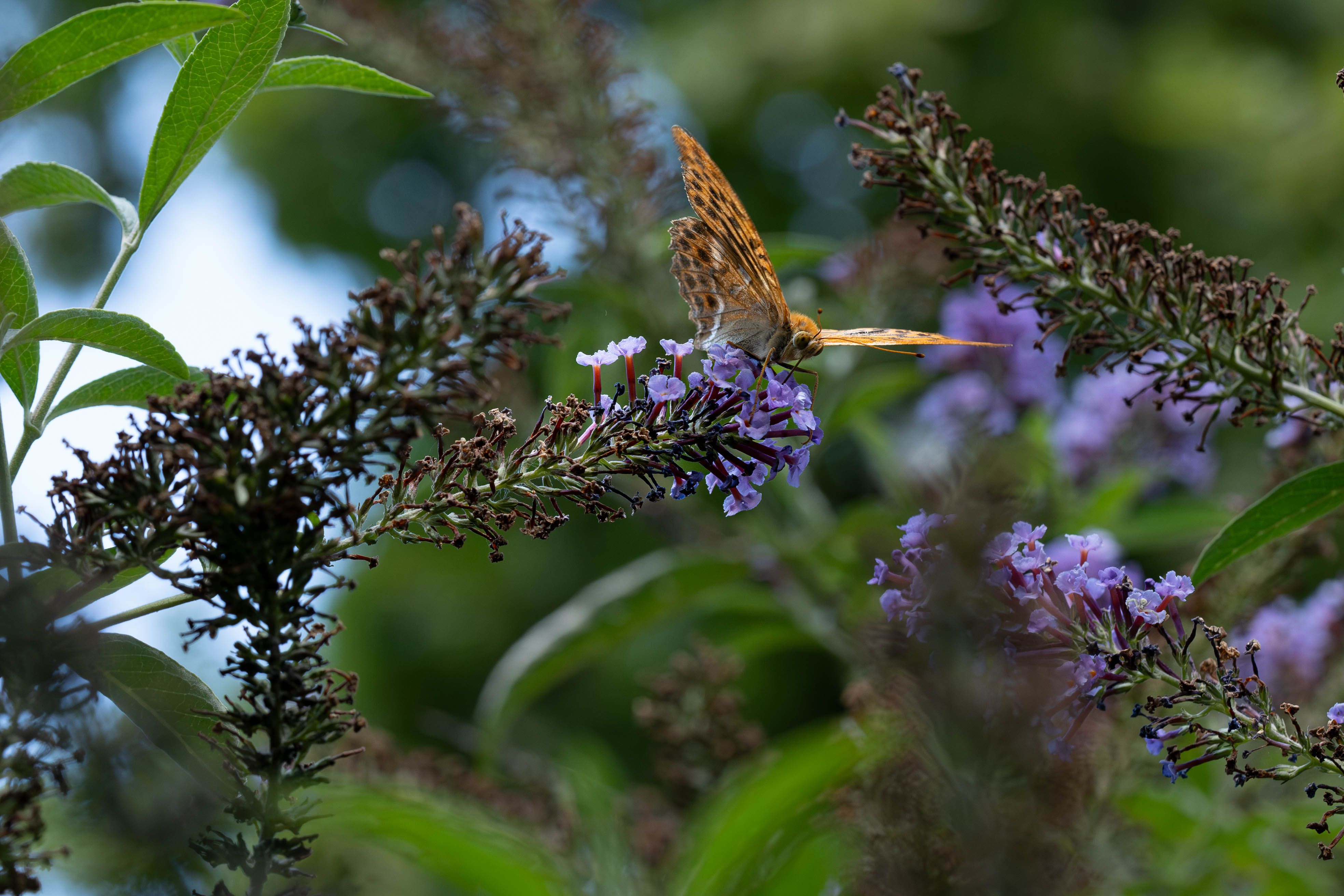 Butterfly Bush Photos, Download The BEST Free Butterfly Bush Stock ...