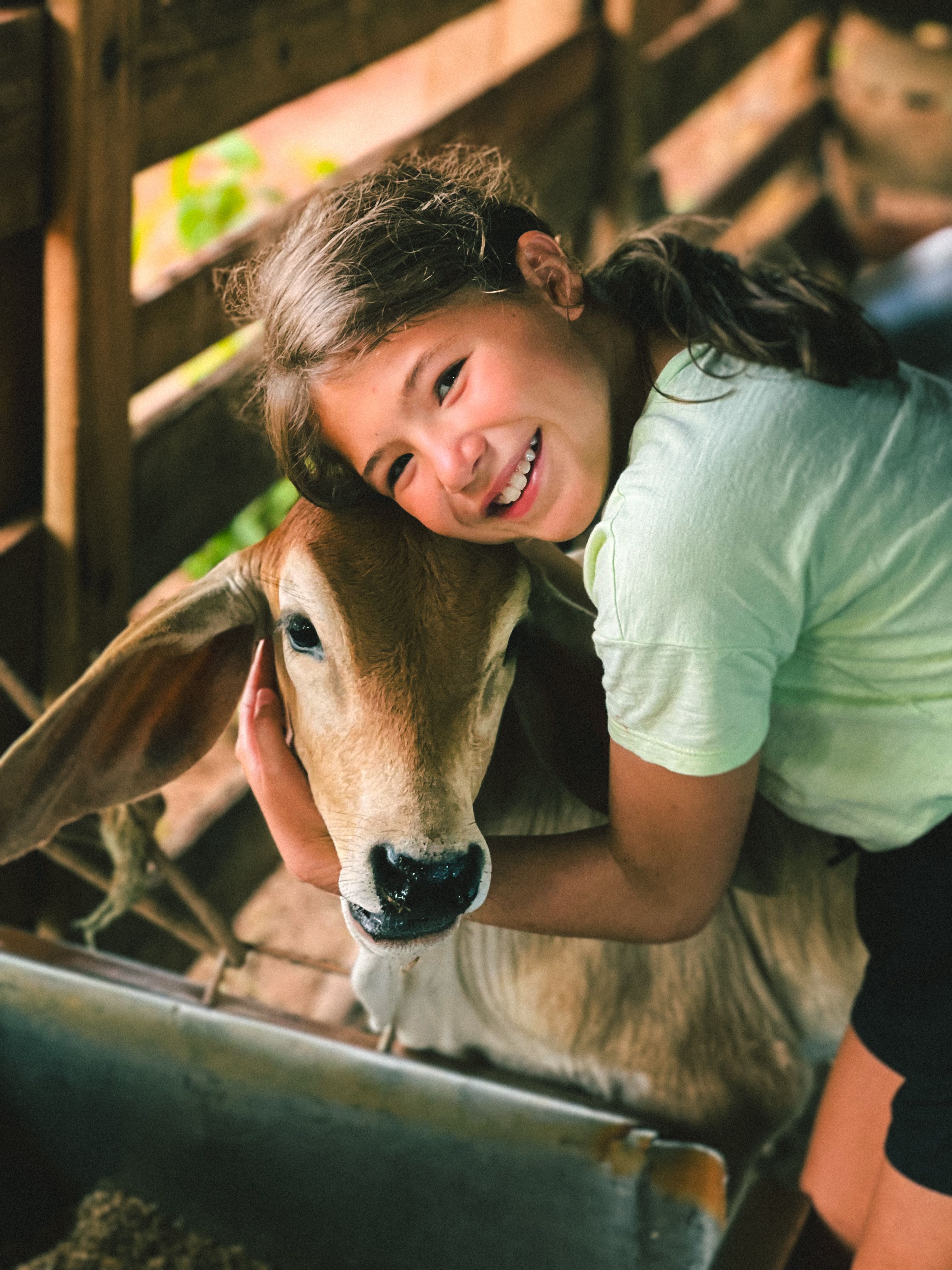Girl Hugging a Cow in a Brazilian Farm Barn · Free Stock Photo