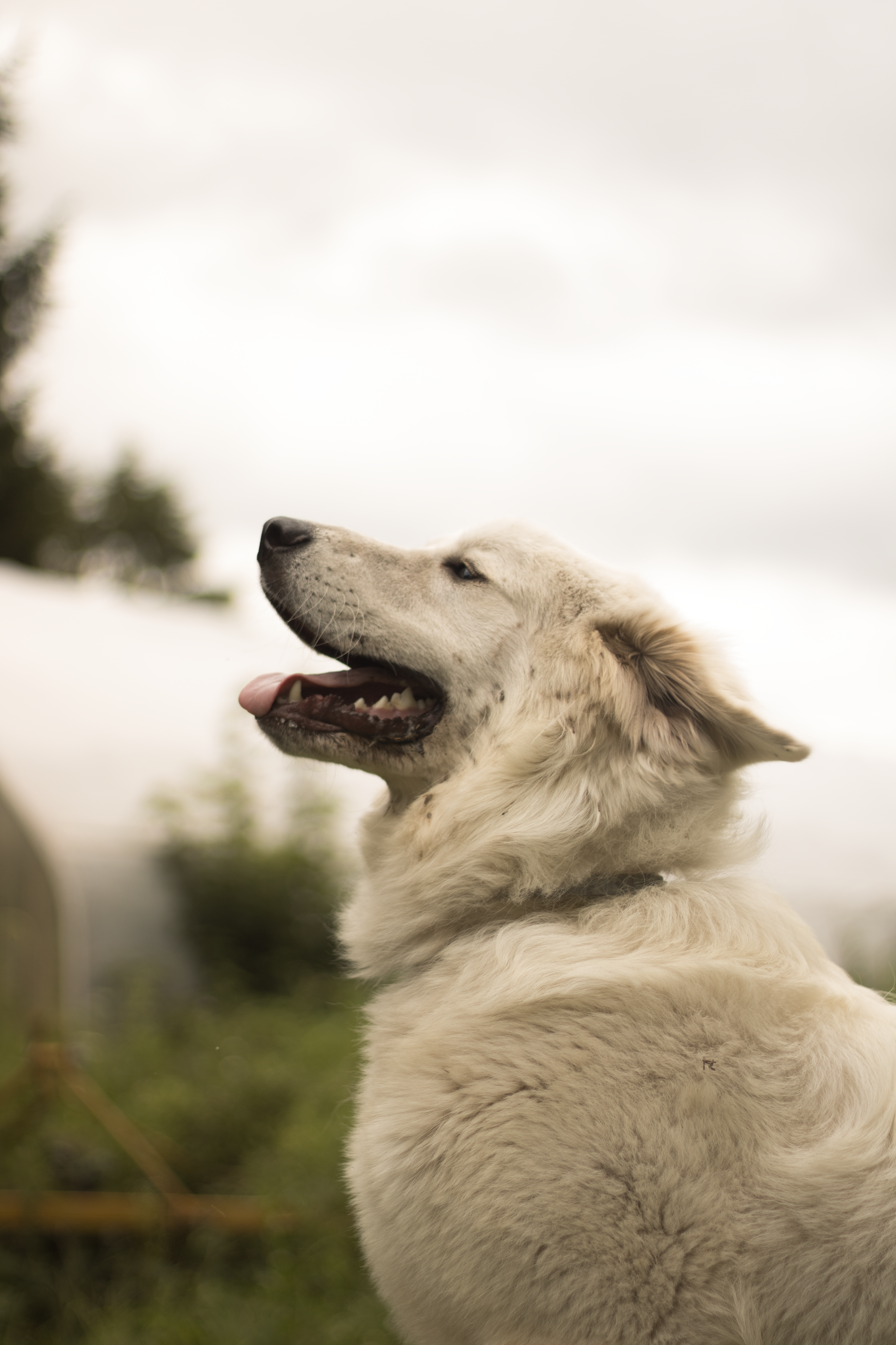 Majestic White Dog in Outdoor Setting · Free Stock Photo
