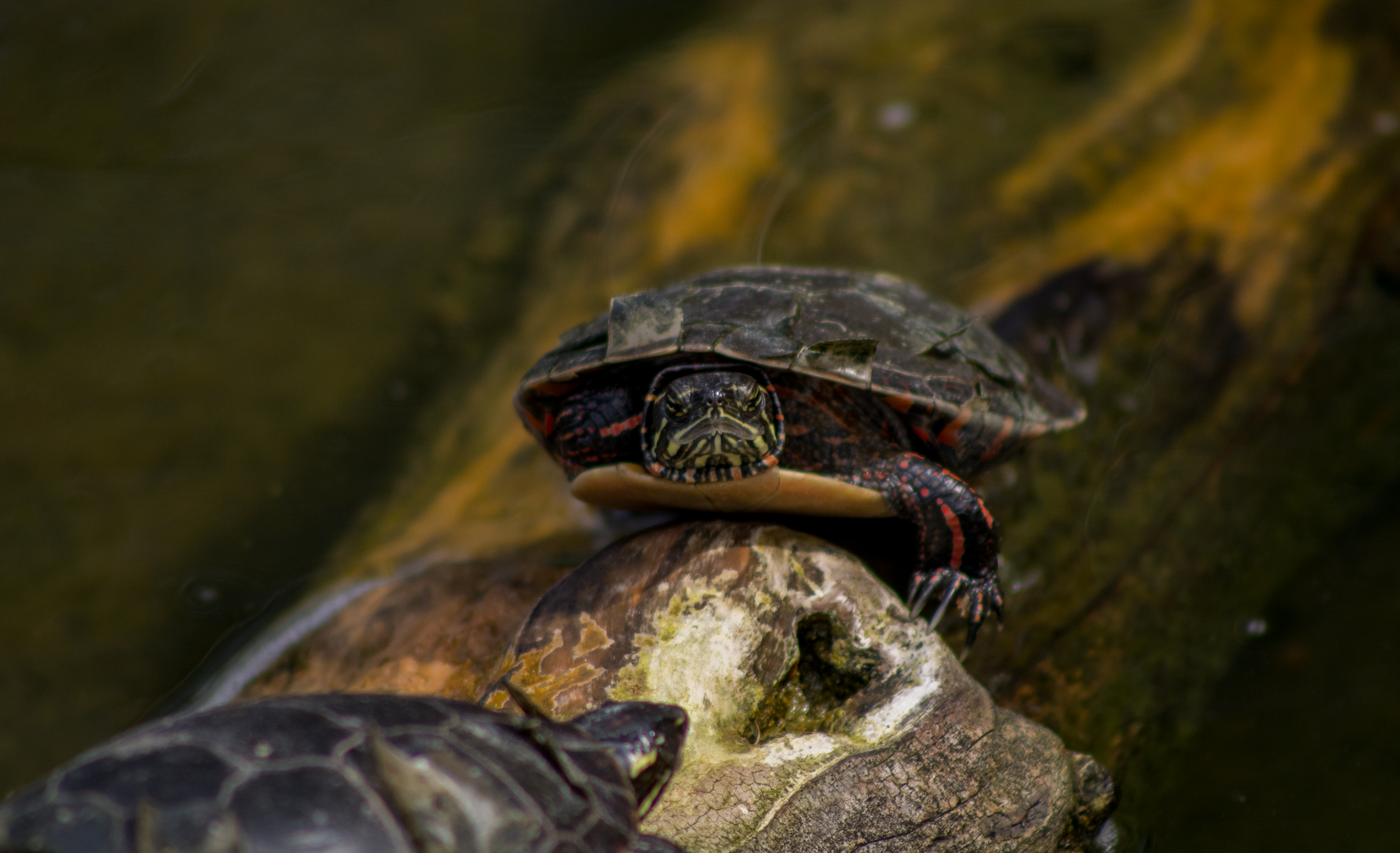 Close-up of Turtles on a Log in Stream · Free Stock Photo