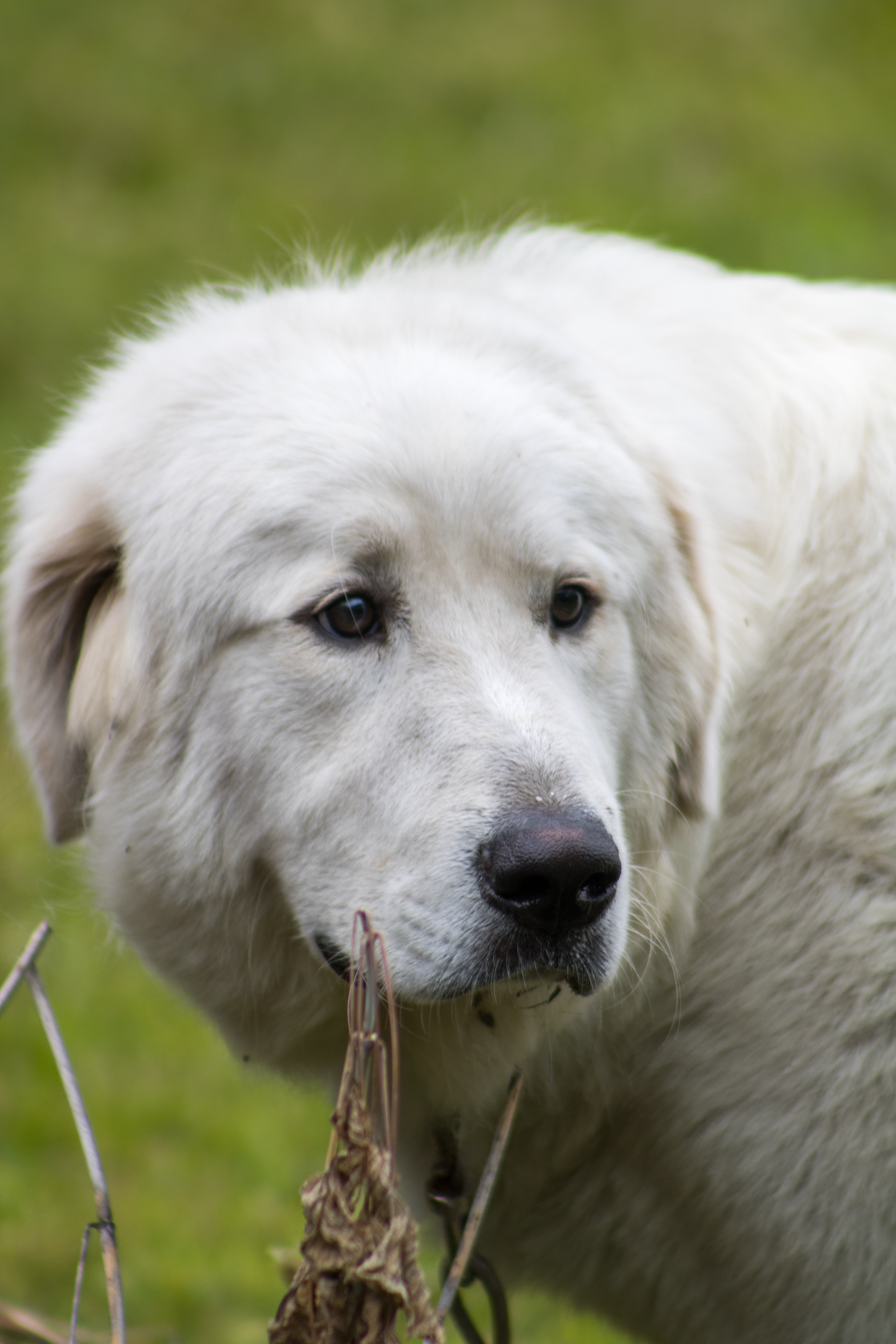 Great Pyrenees Dog Photos, Download The BEST Free Great Pyrenees Dog ...