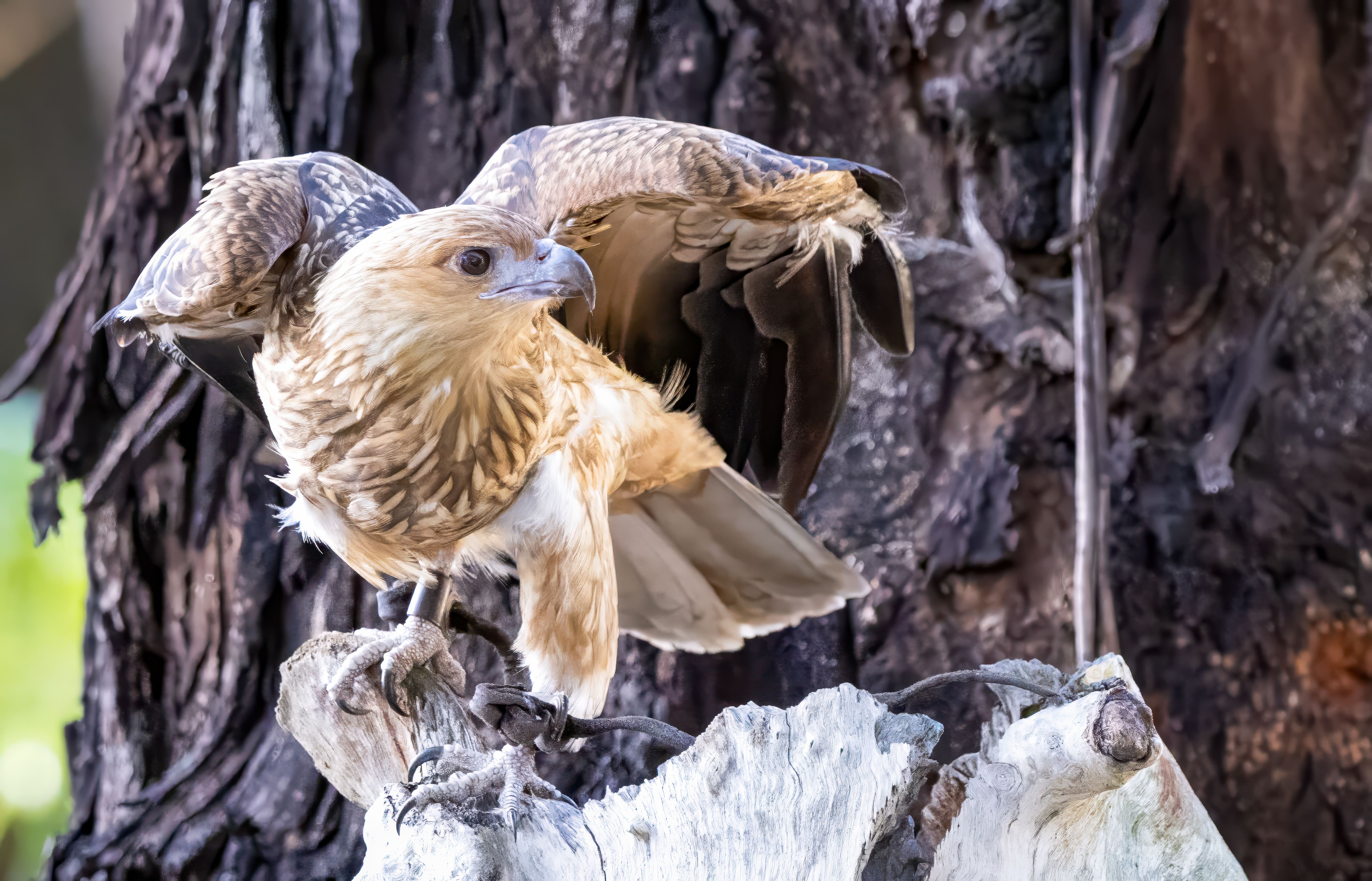 Sparrow Landing on a Branch · Free Stock Photo