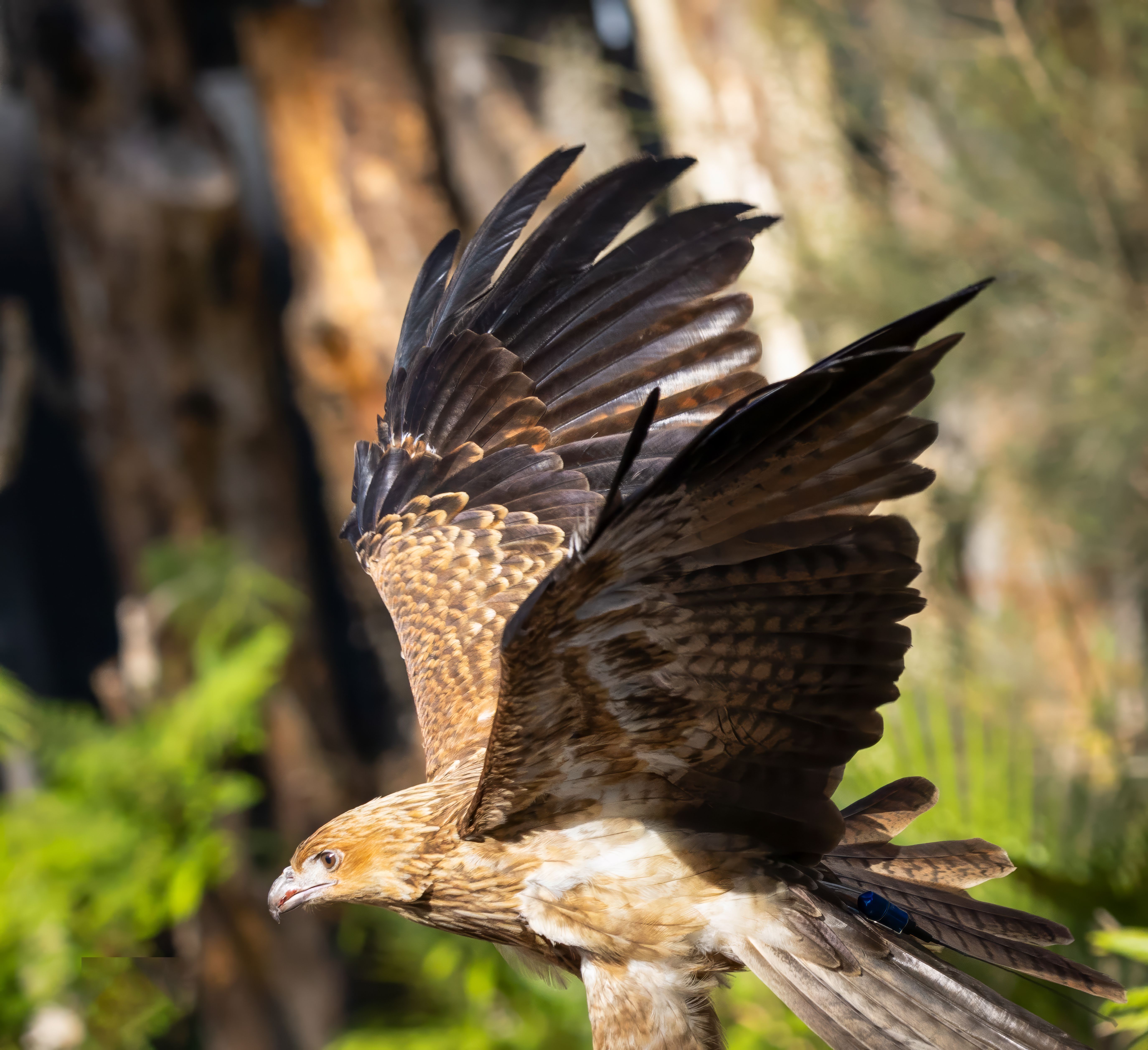 Eagle Flying Over Forest Photos, Download The BEST Free Eagle Flying ...