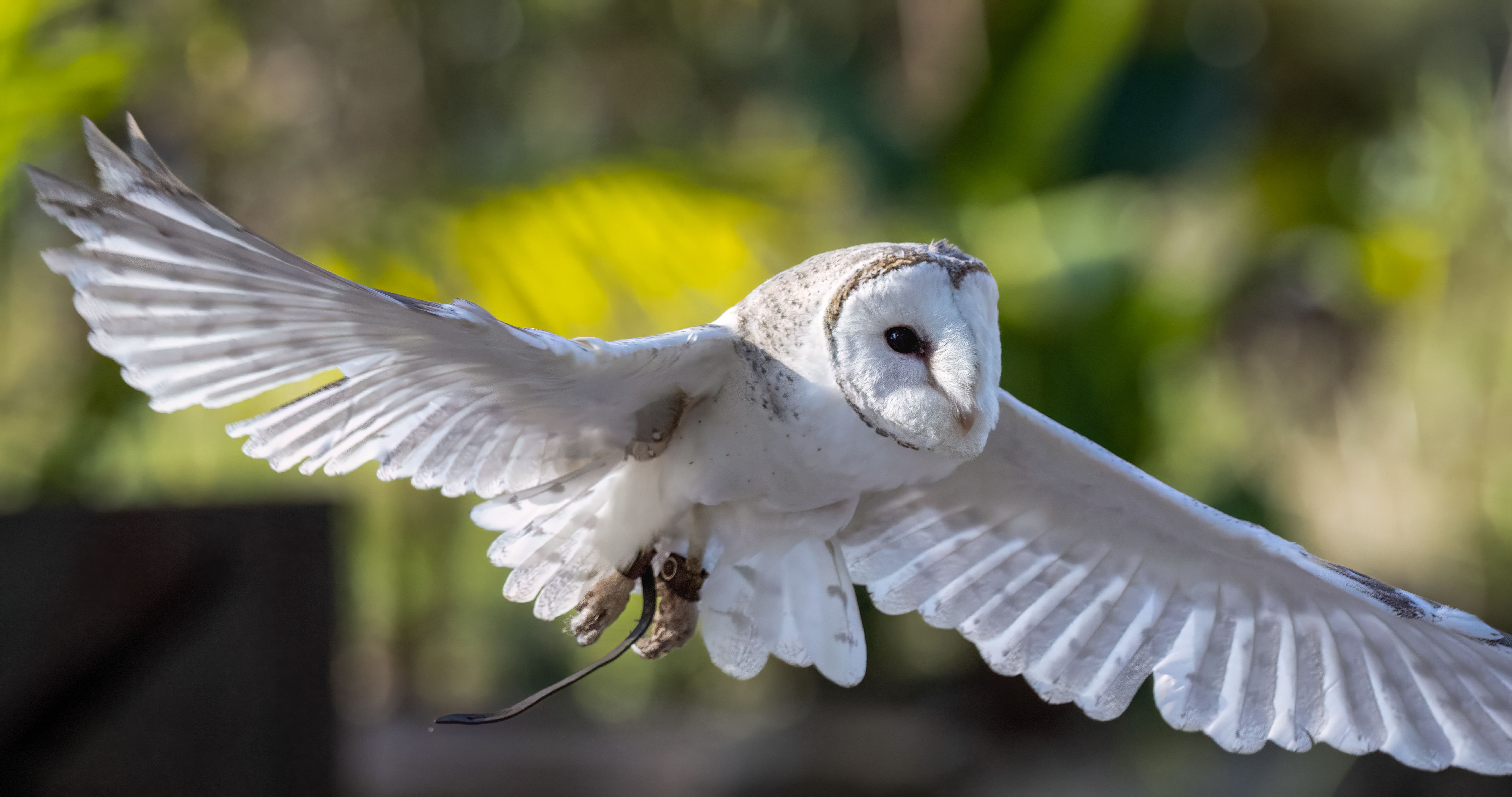 White Owl Photos, Download The BEST Free White Owl Stock Photos & HD Images