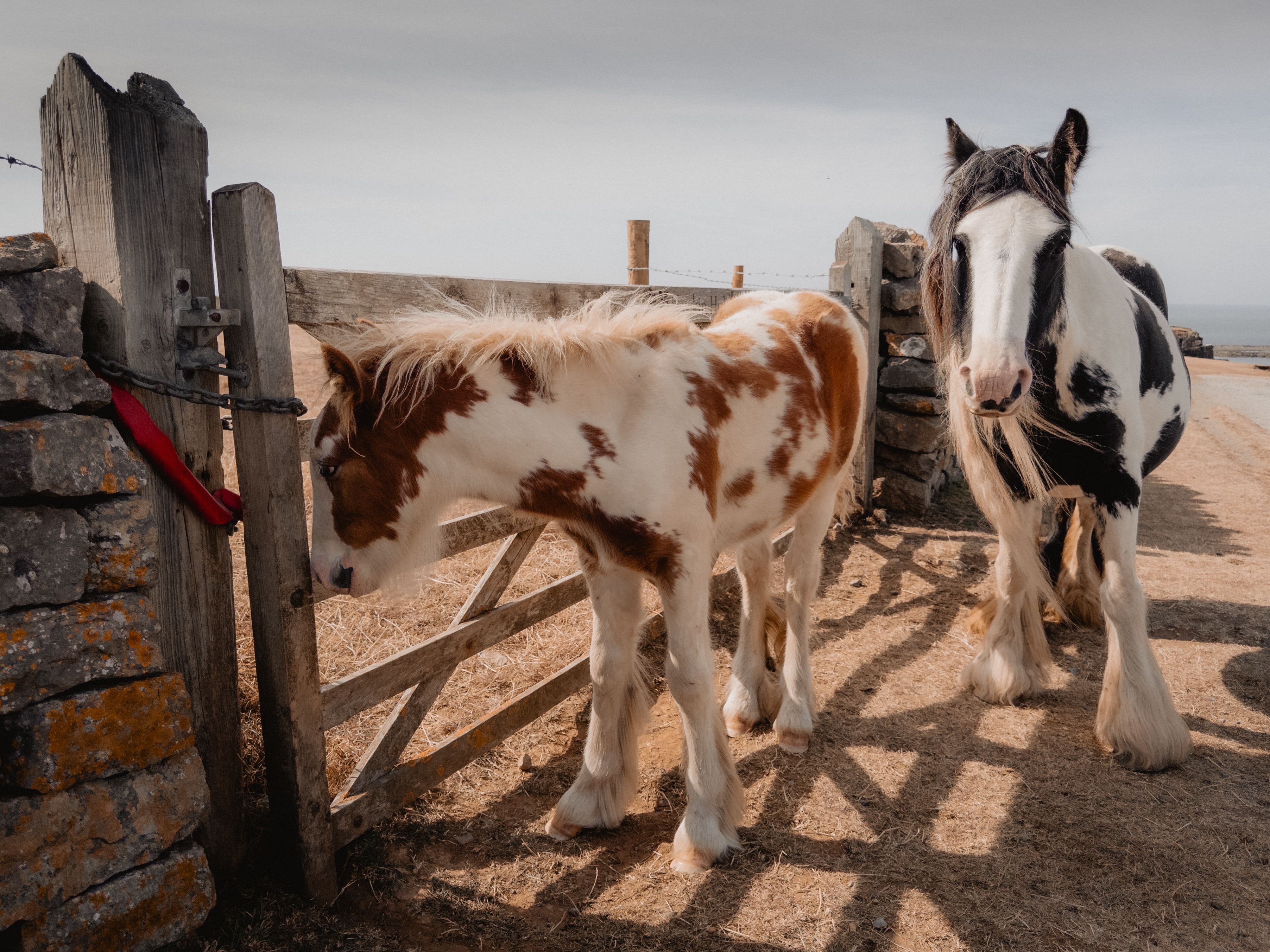 Farm Gate Photos, Download The BEST Free Farm Gate Stock Photos & HD Images