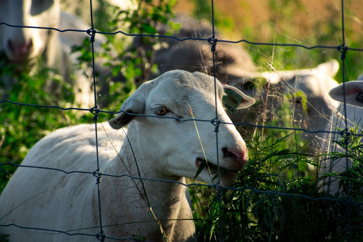 Katahdin Sheep Photos, Download The BEST Free Katahdin Sheep Stock ...