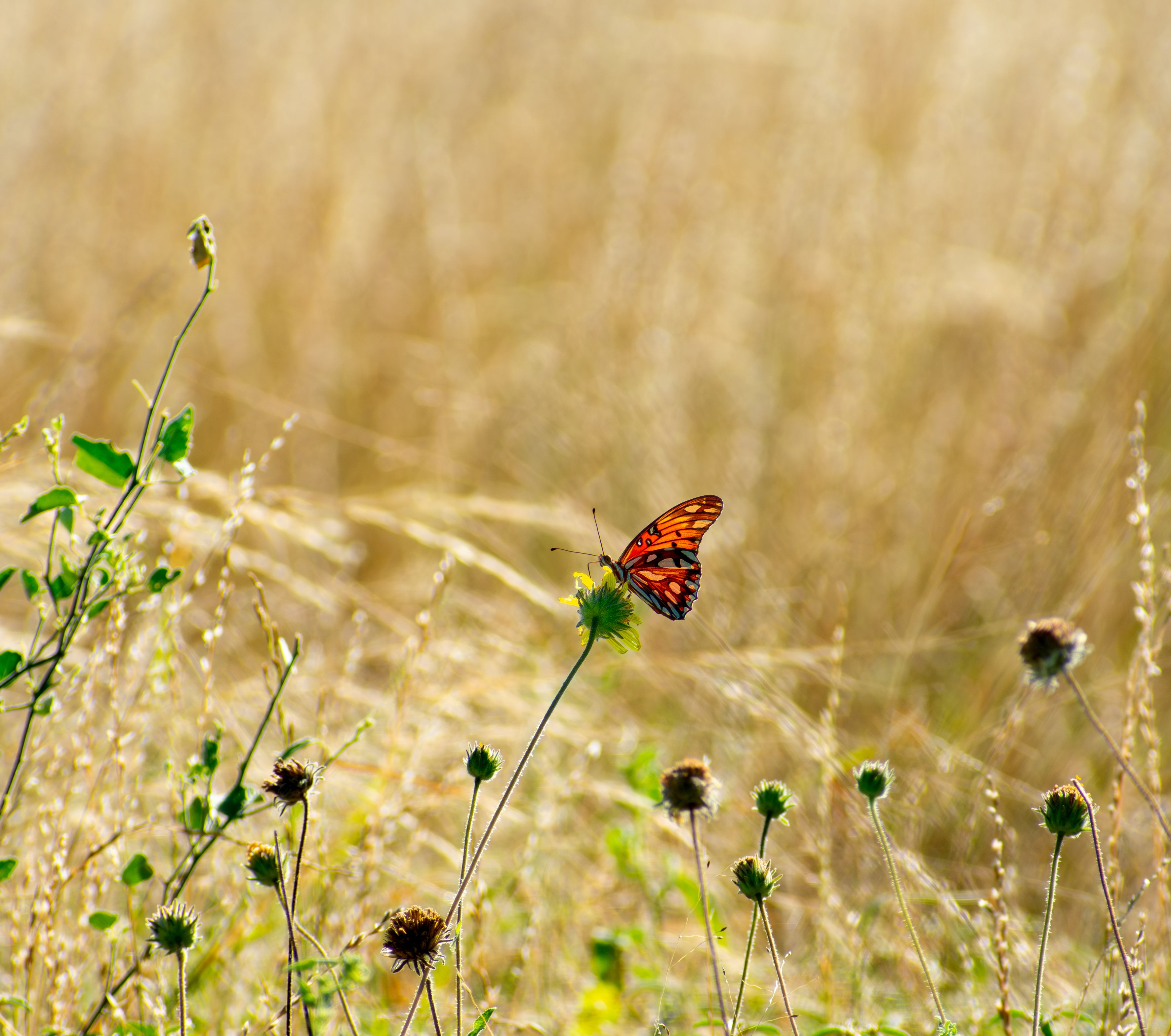 Vibrant Monarch Butterfly in a Texas Field · Free Stock Photo