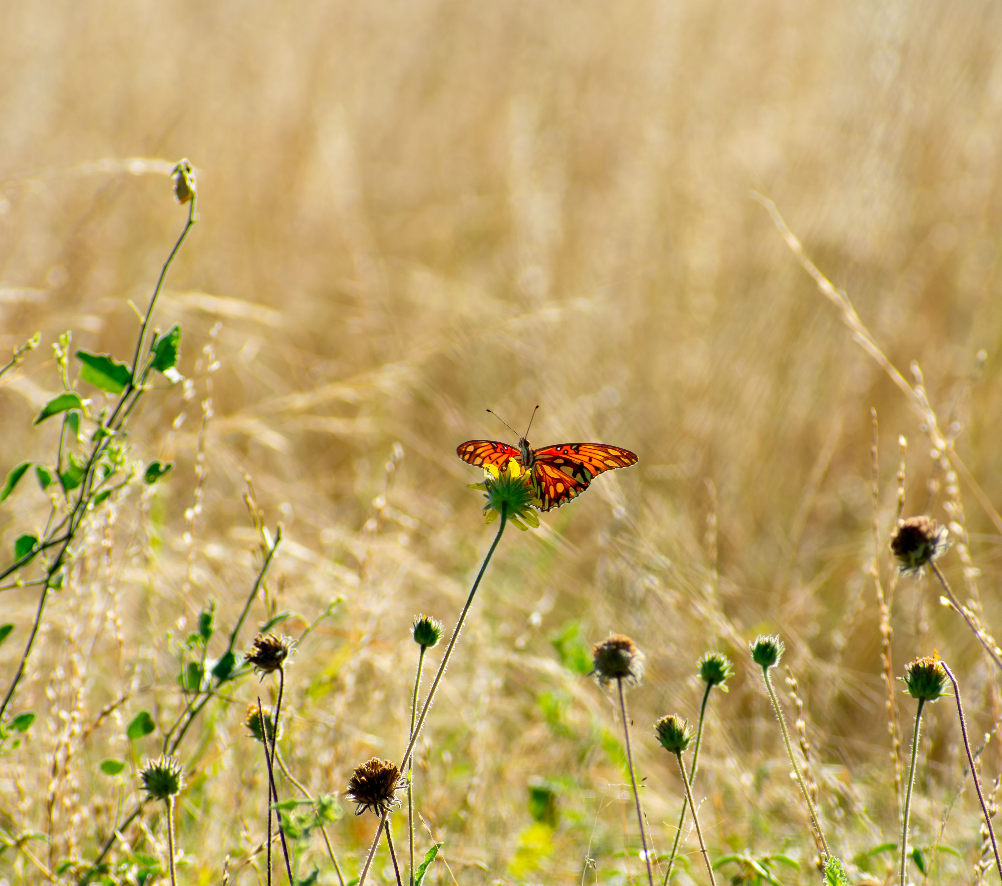 Vibrant Monarch Butterfly in a Texas Field · Free Stock Photo