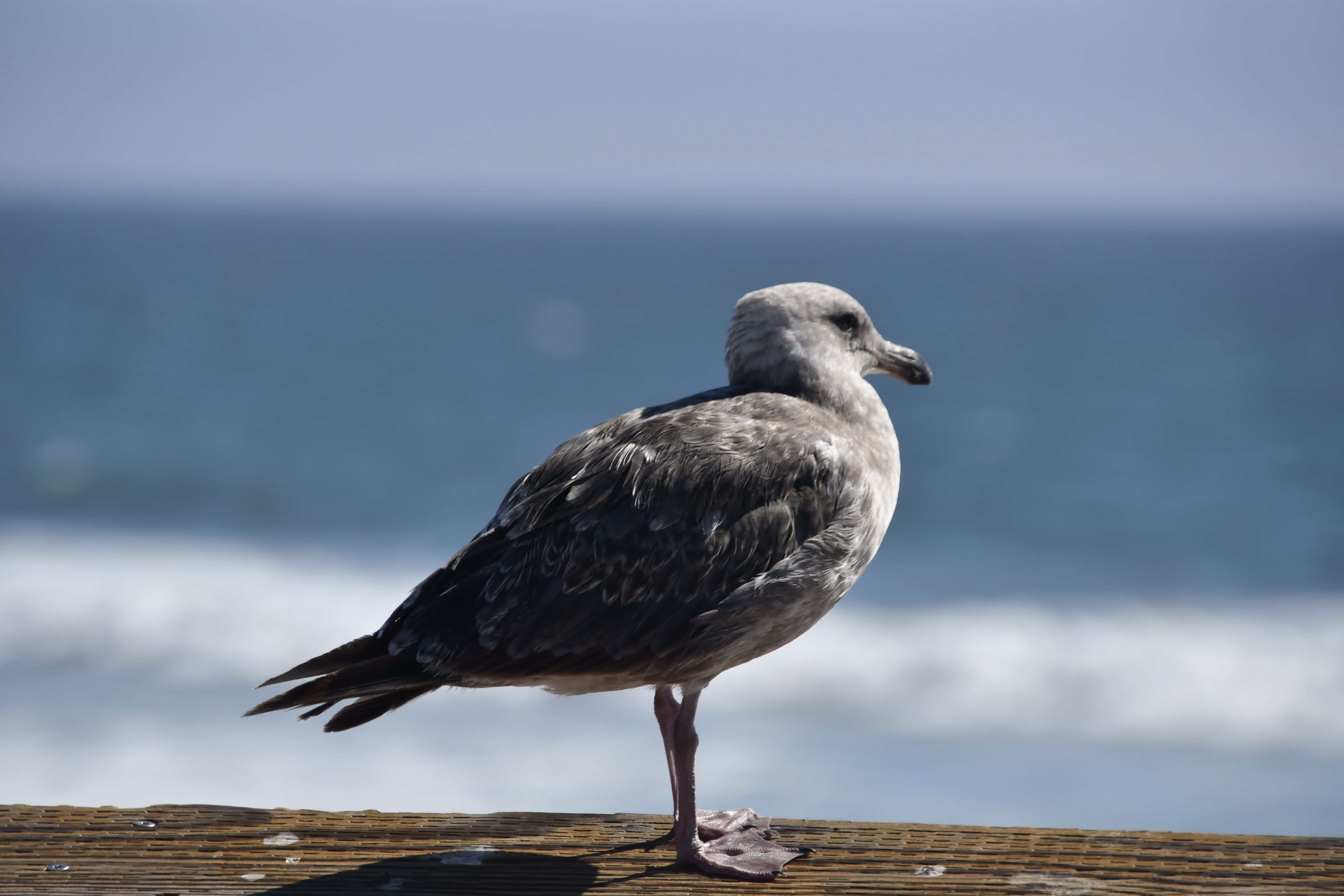 Perched Seagull · Free Stock Photo