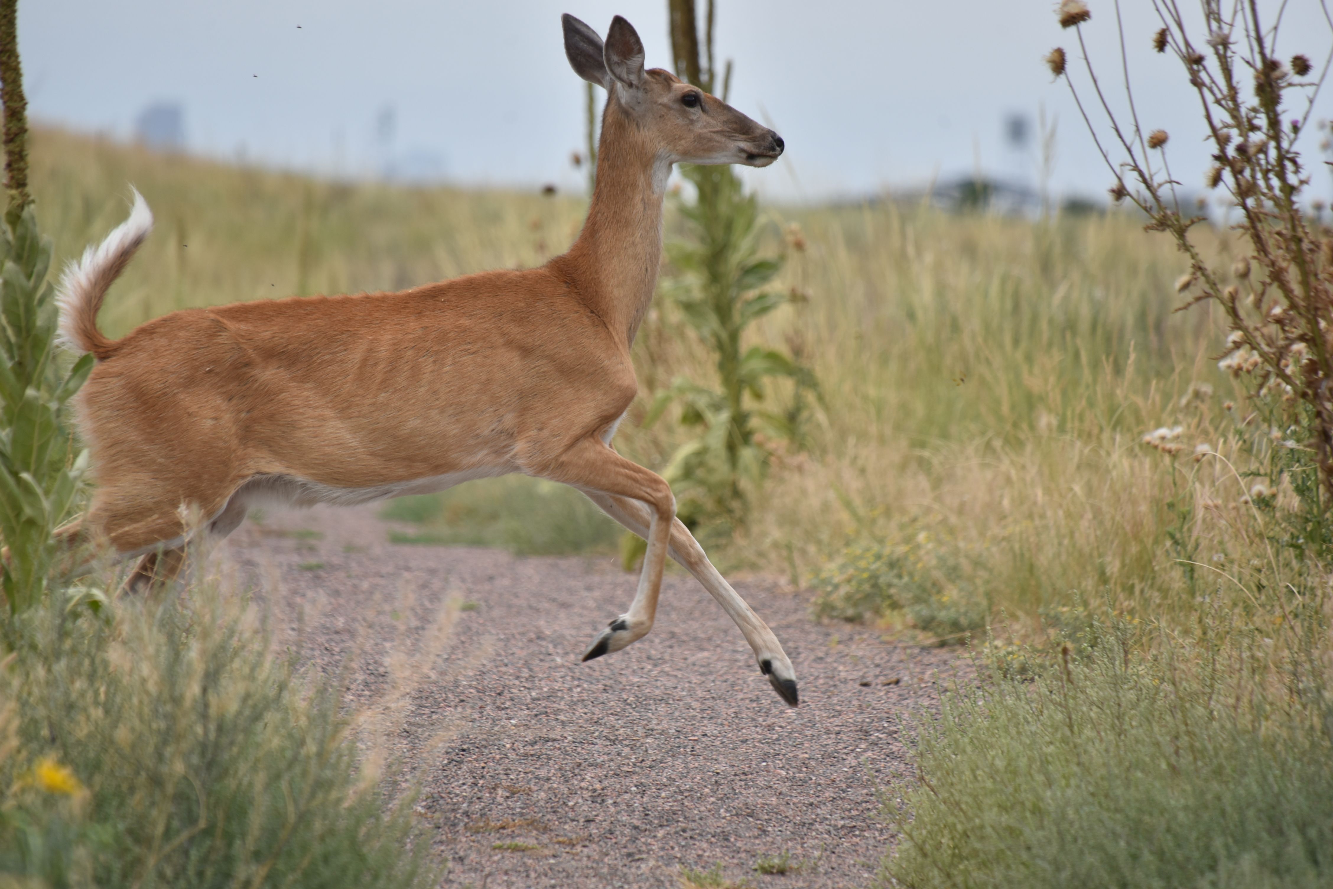 Springbok Run Photos, Download The BEST Free Springbok Run Stock Photos ...