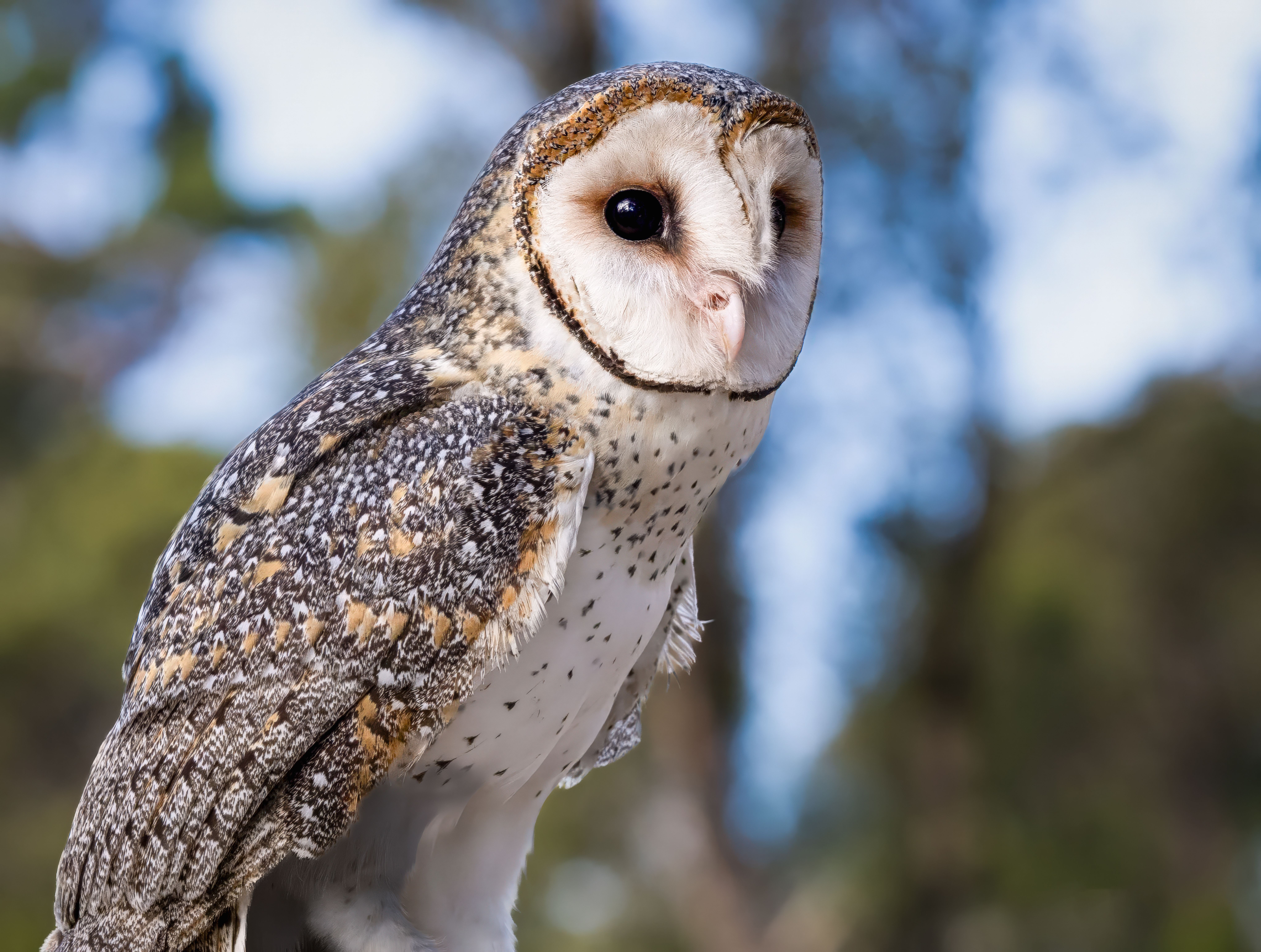Close Up Van Een Gemaskerde Uil Die Buiten Zit · Gratis stockfoto