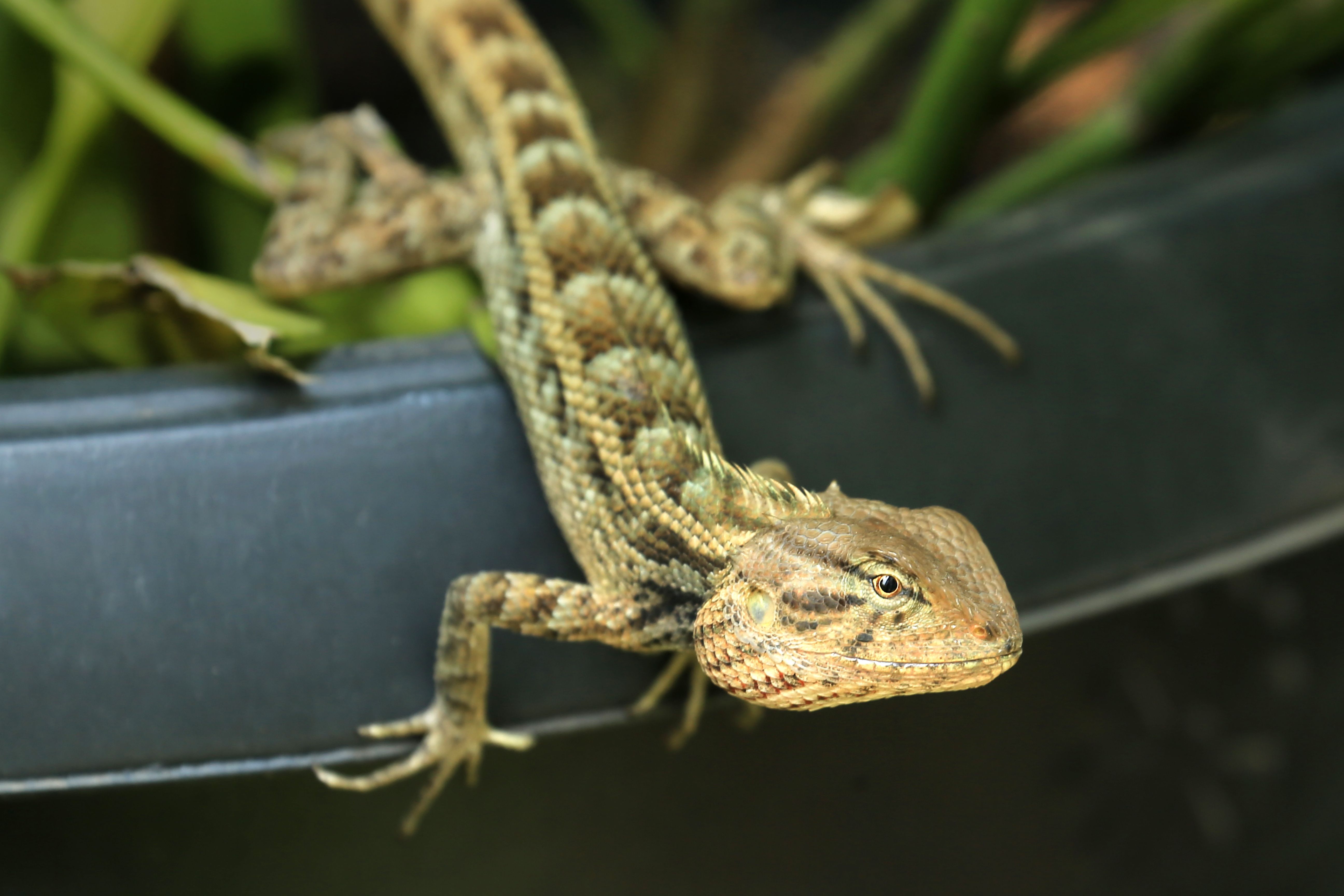 Close-up of a Bearded Dragon Lizard on a Plant Pot · Free Stock Photo